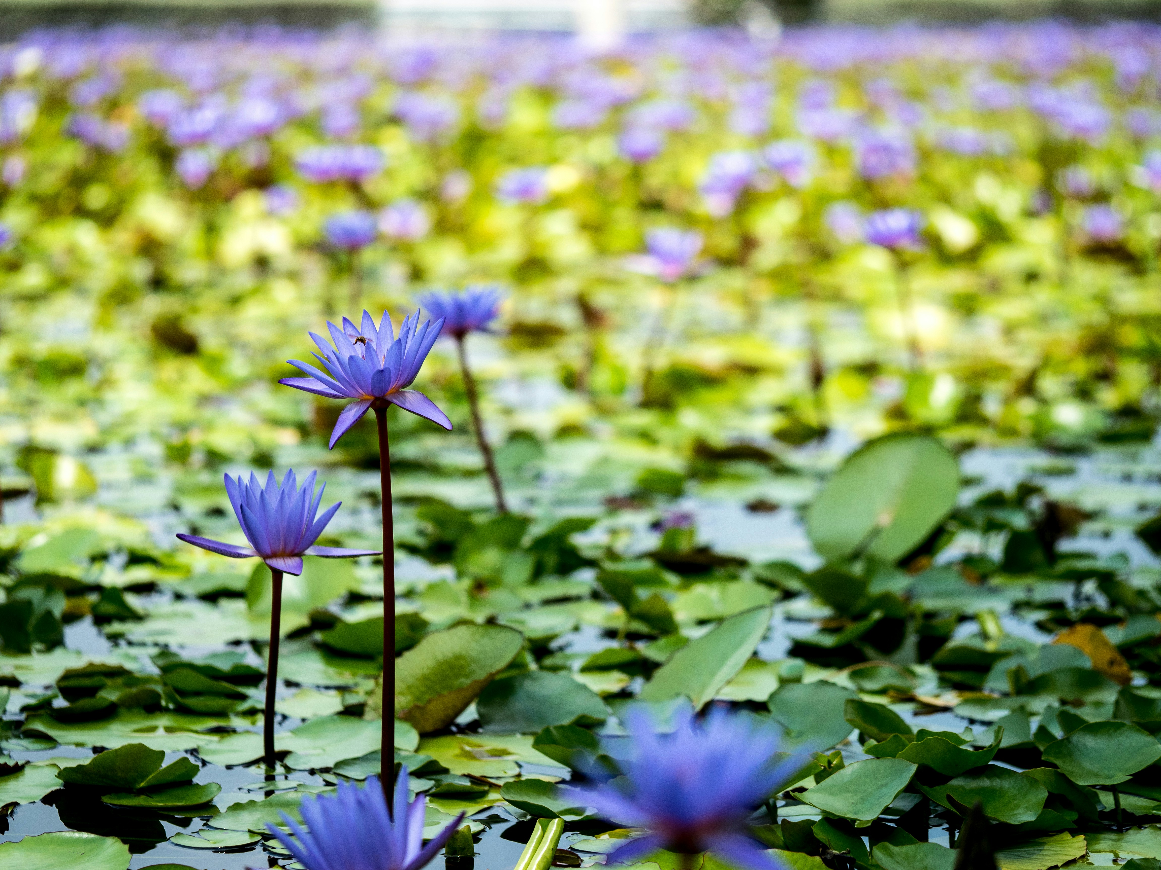 Azure Spires Rise Over a Quiet Pond of Lily Pads