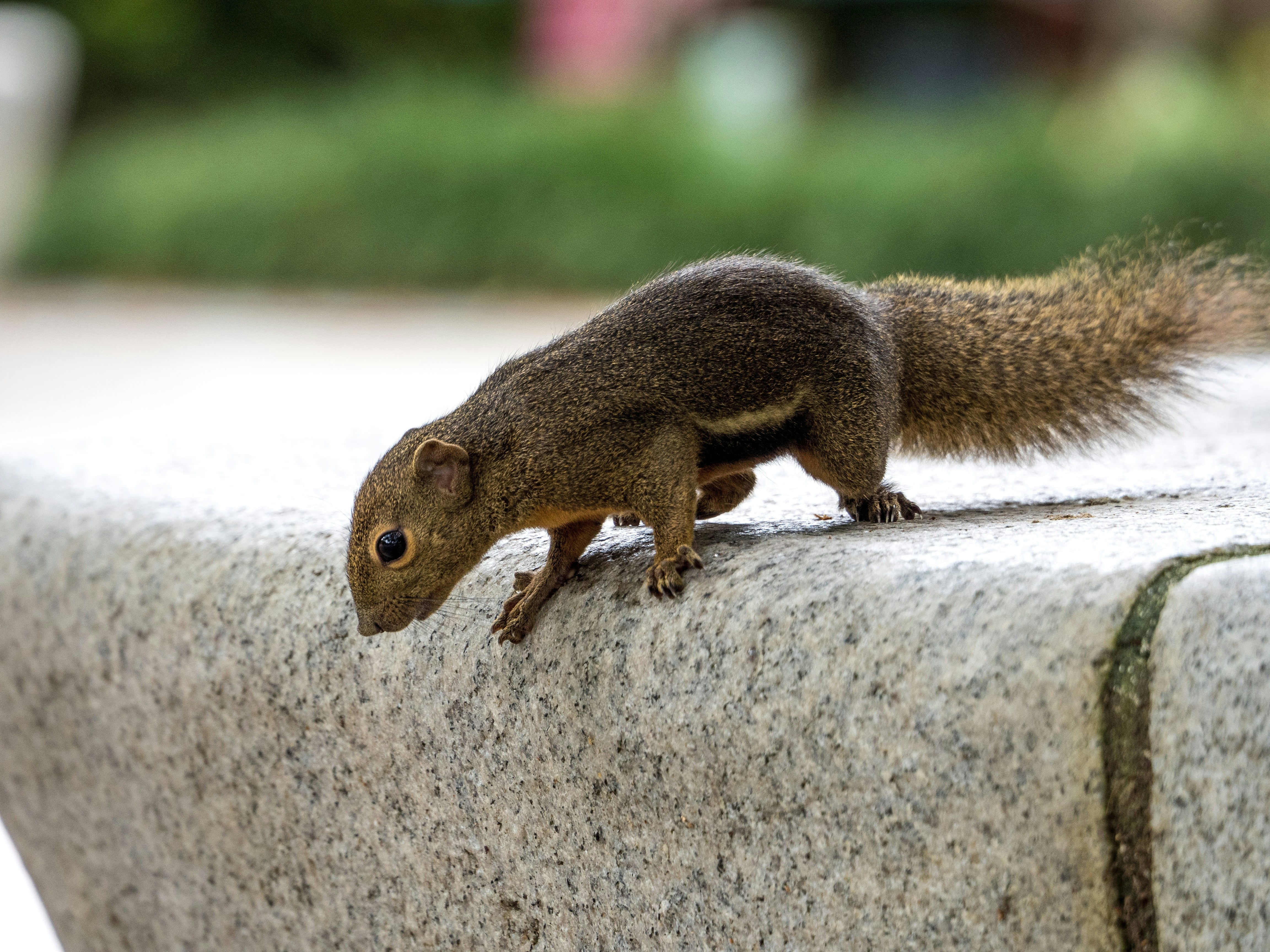 Granite Edge Pause: A Park Squirrel Balancing on a Ledge