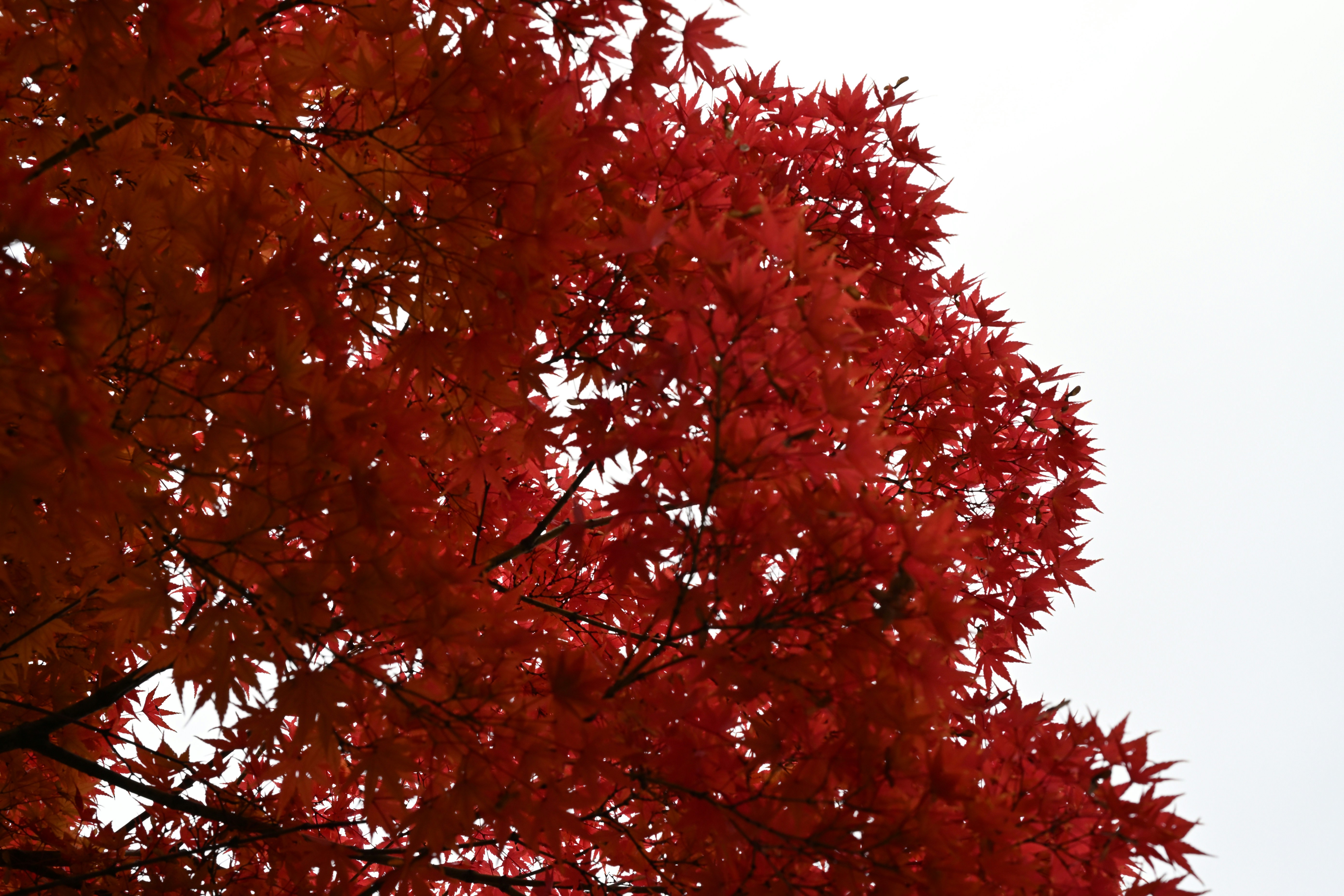 Crimson Maple Canopy Against a Pale Sky