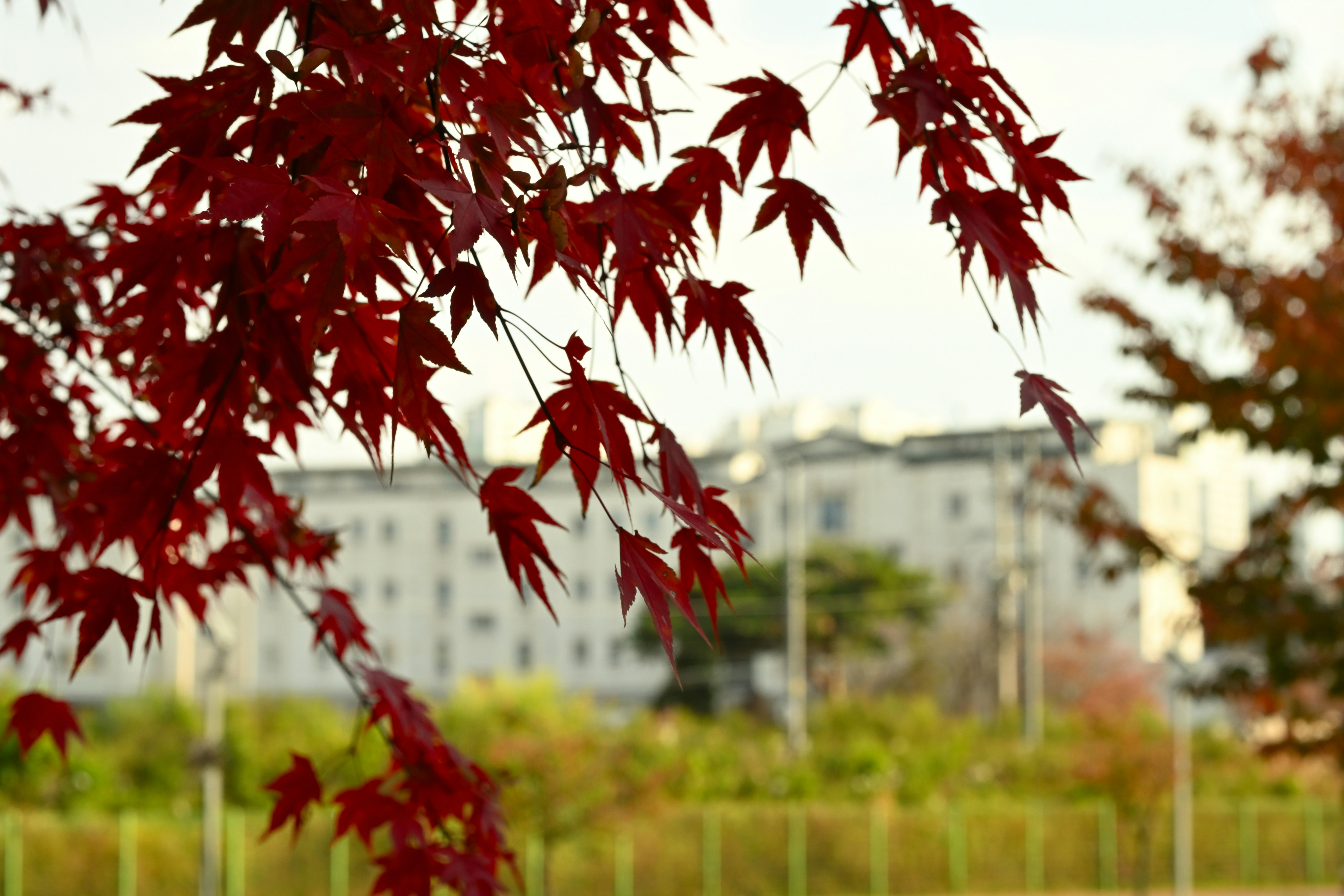 Crimson Japanese Maple Leaves Framing a Quiet Urban Landscape