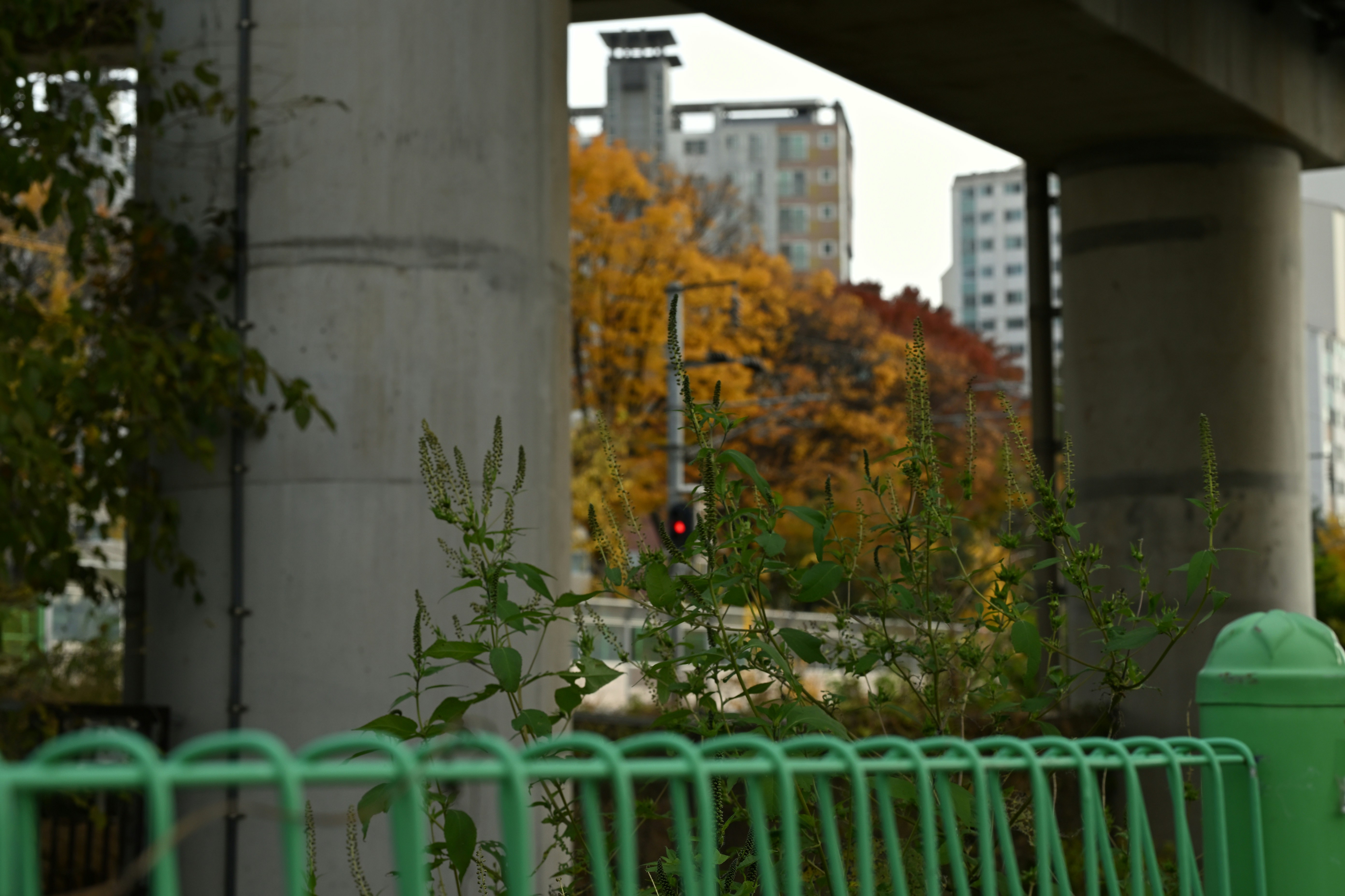 Photo by Kyung-Min Park with Nikon Z50 II