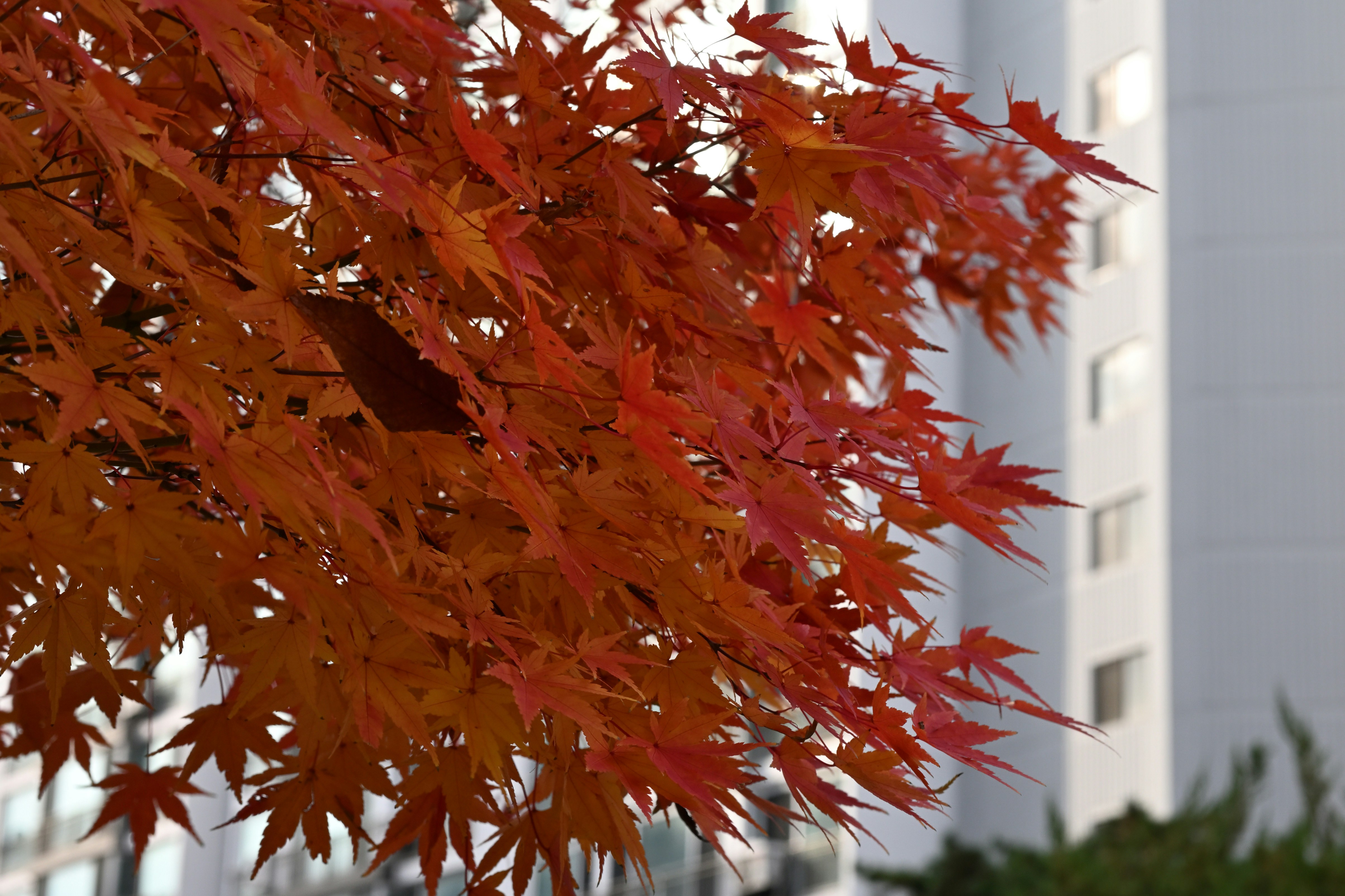 Crimson Maple Fronds Framing a Quiet Urban Backdrop