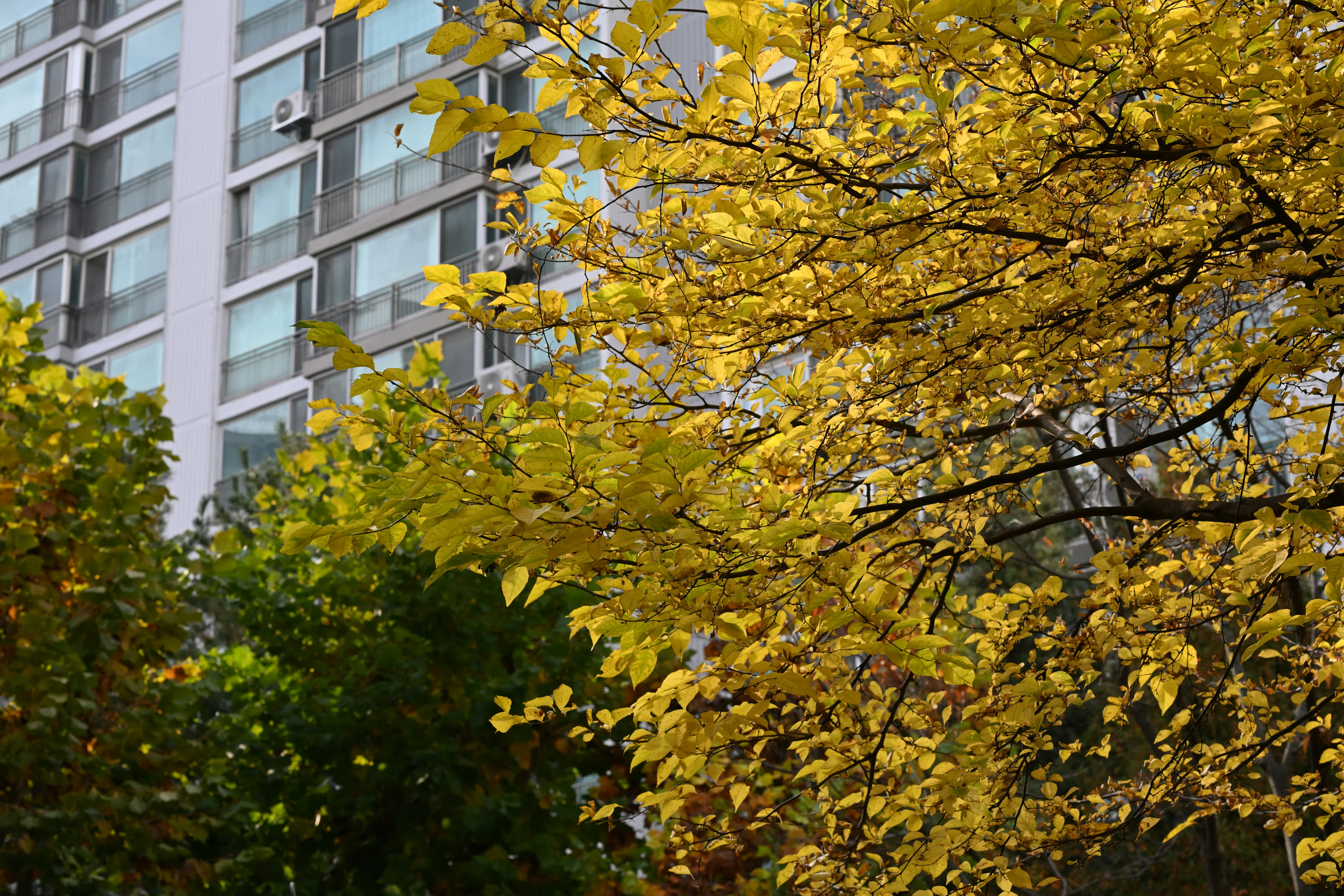 Photo by Kyung-Min Park with Nikon Z50 II