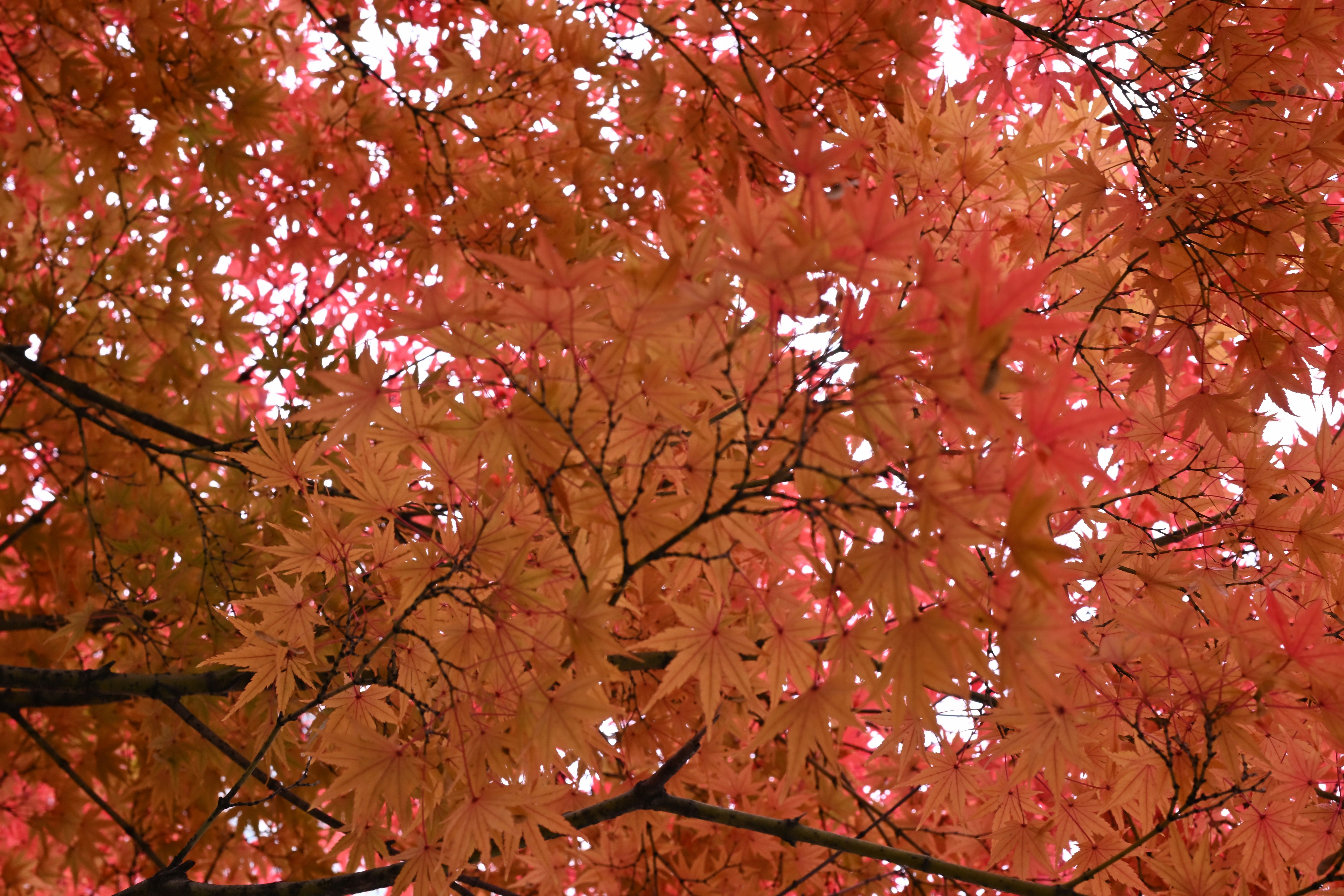 Photo by Kyung-Min Park with Nikon Z50 II