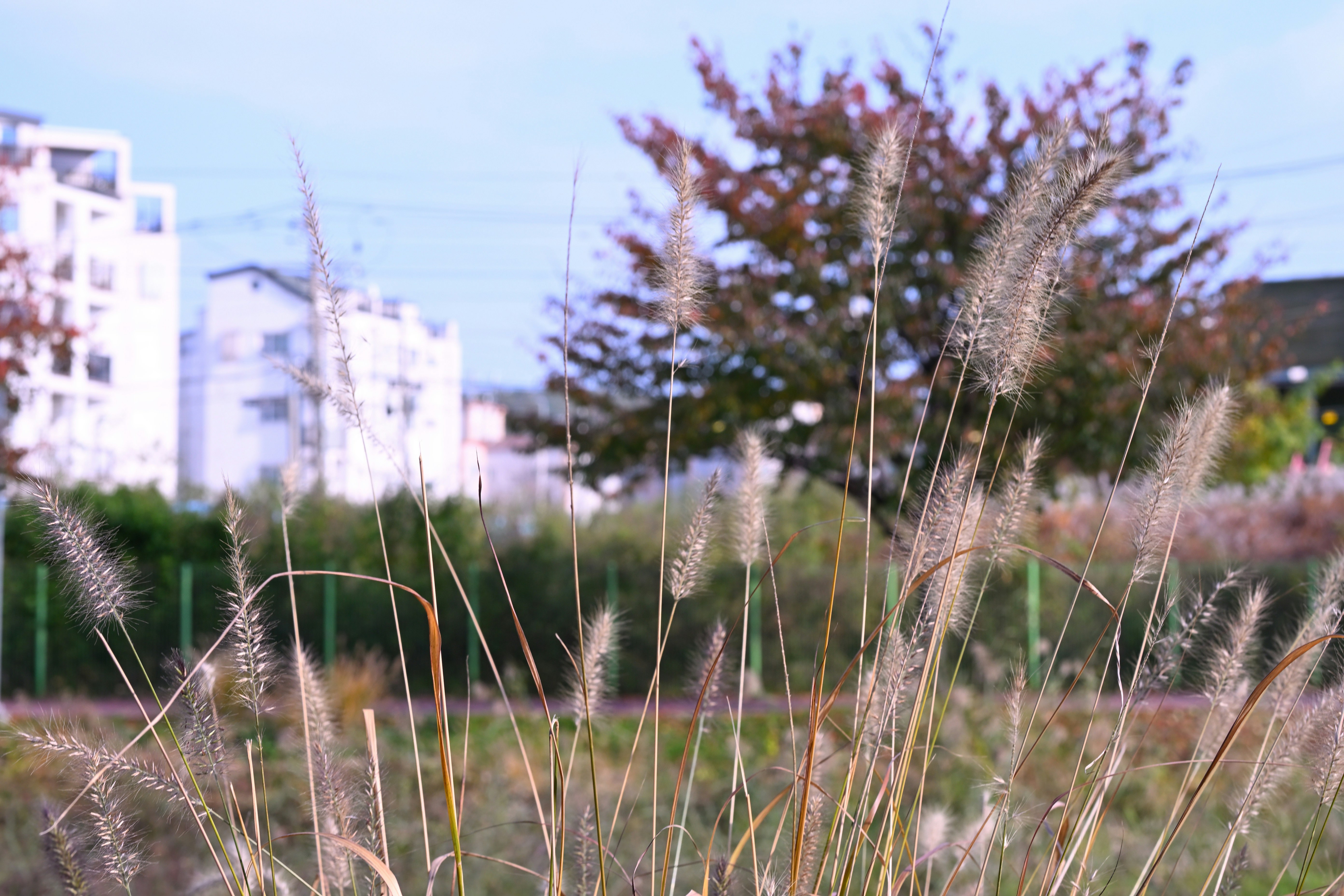 Foxtail on the City Edge: Delicate Seed Heads Against Suburban Light