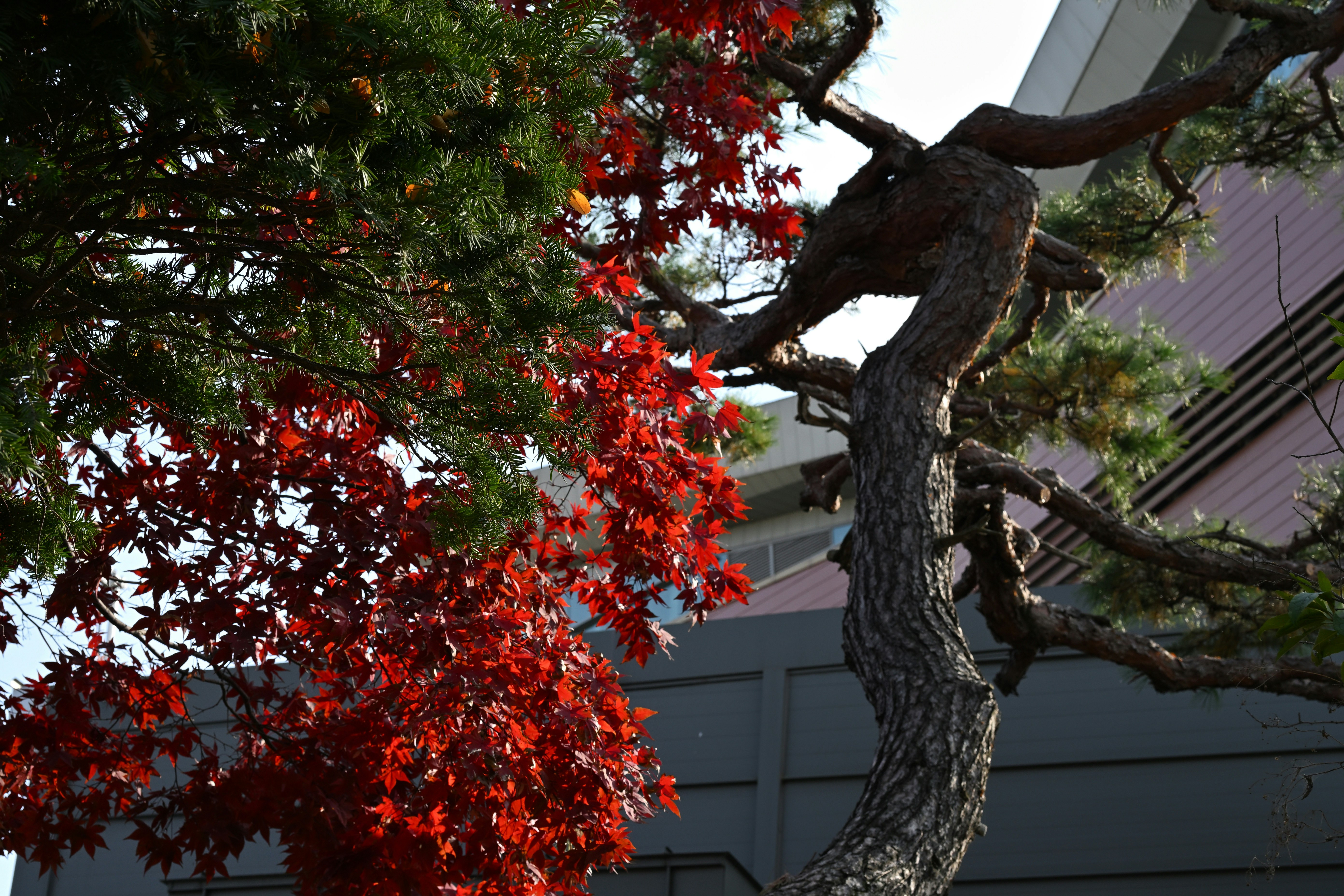 Photo by Kyung-Min Park with Nikon Z50 II