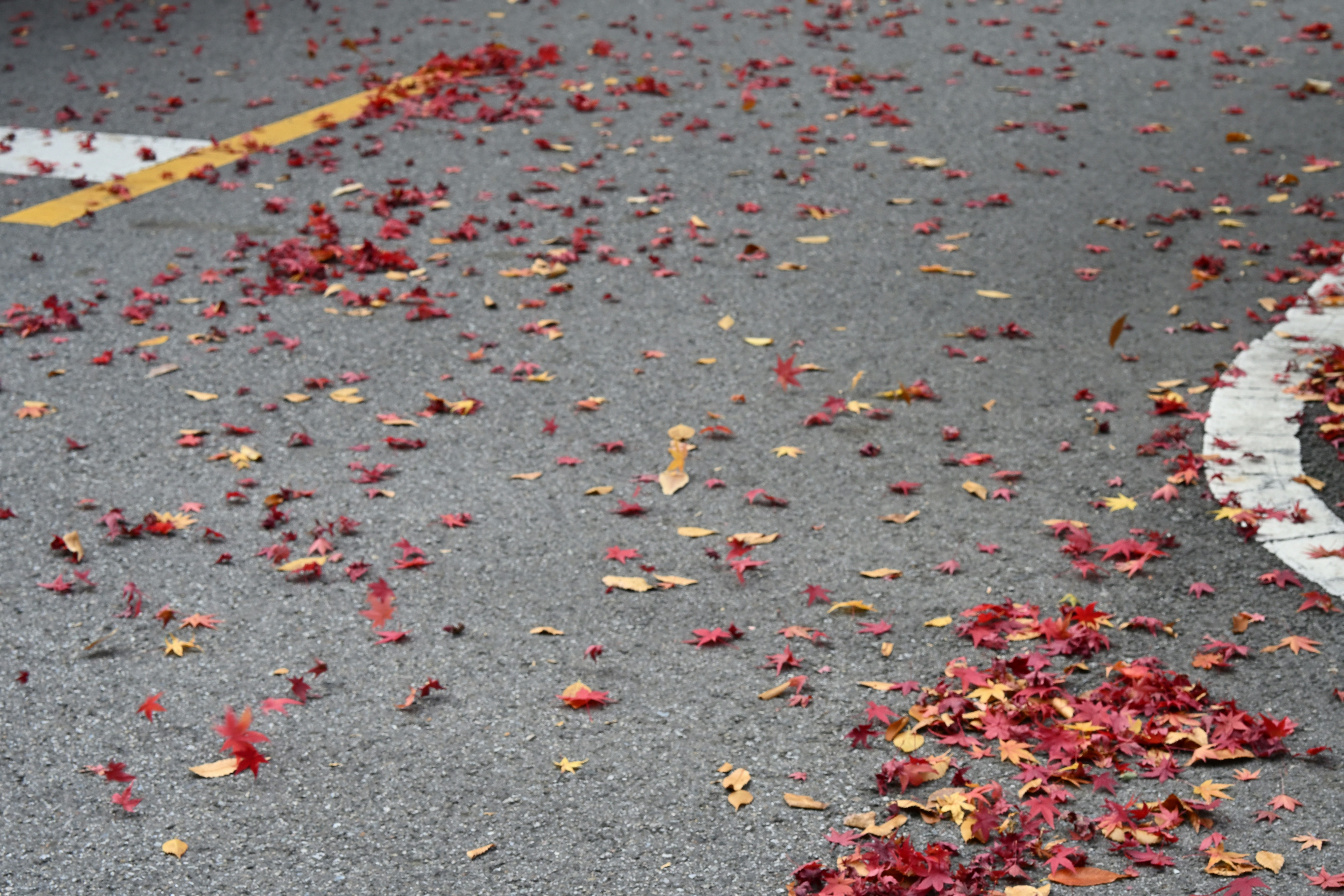 Crimson Leaves on Asphalt: A Quiet Edge of Autumn