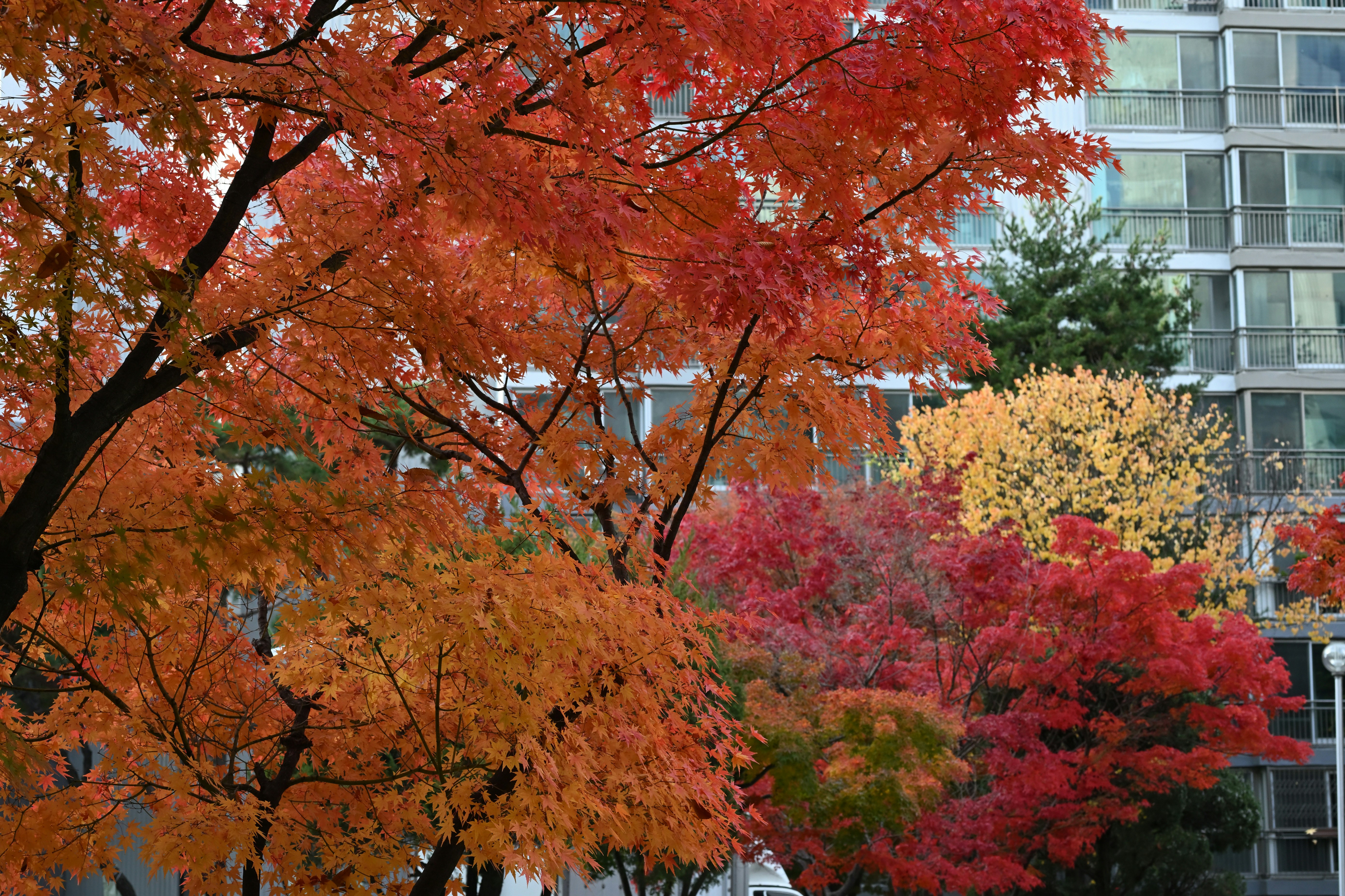 Photo by Kyung-Min Park with Nikon Z50 II