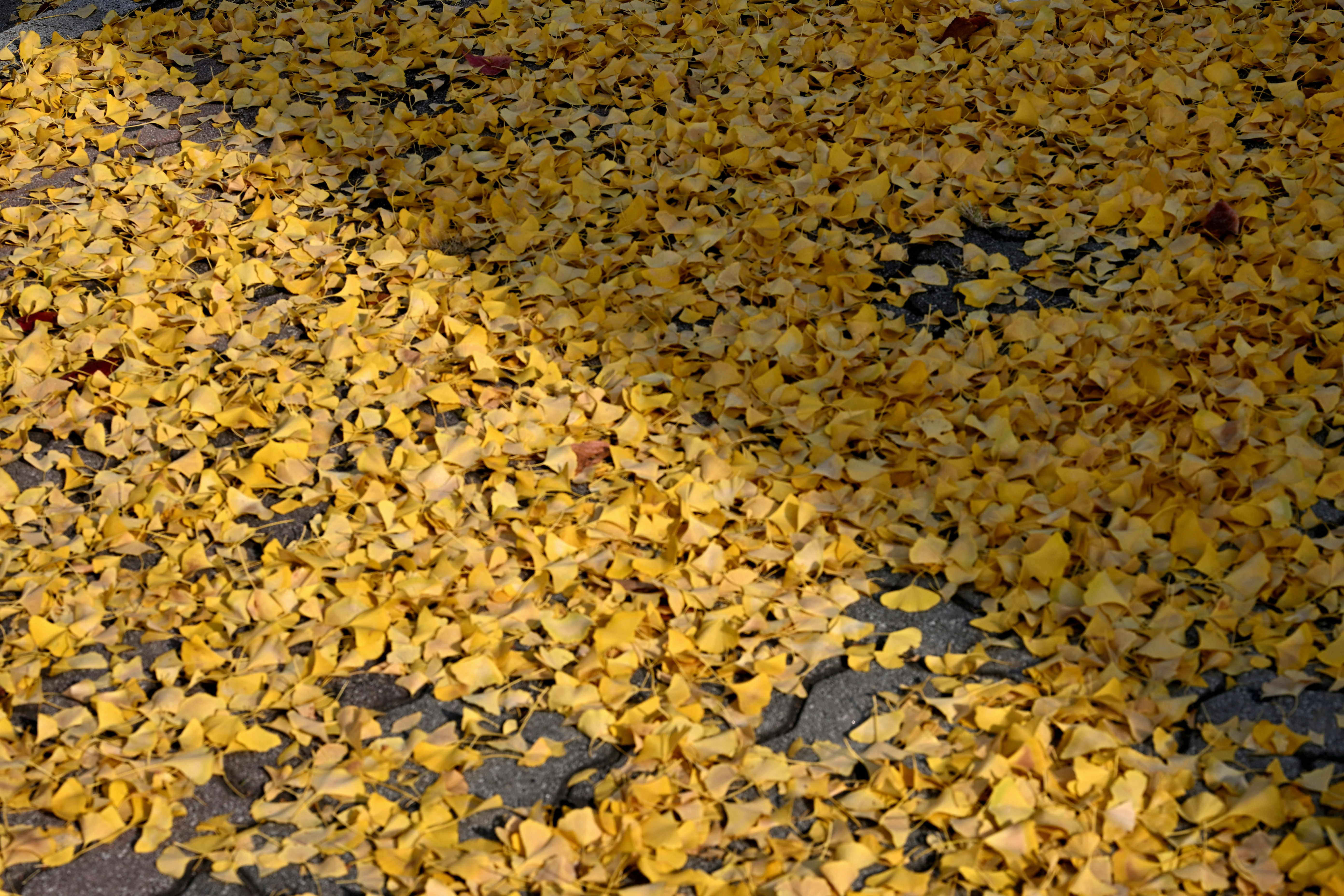 Photo by Kyung-Min Park with Nikon Z50 II