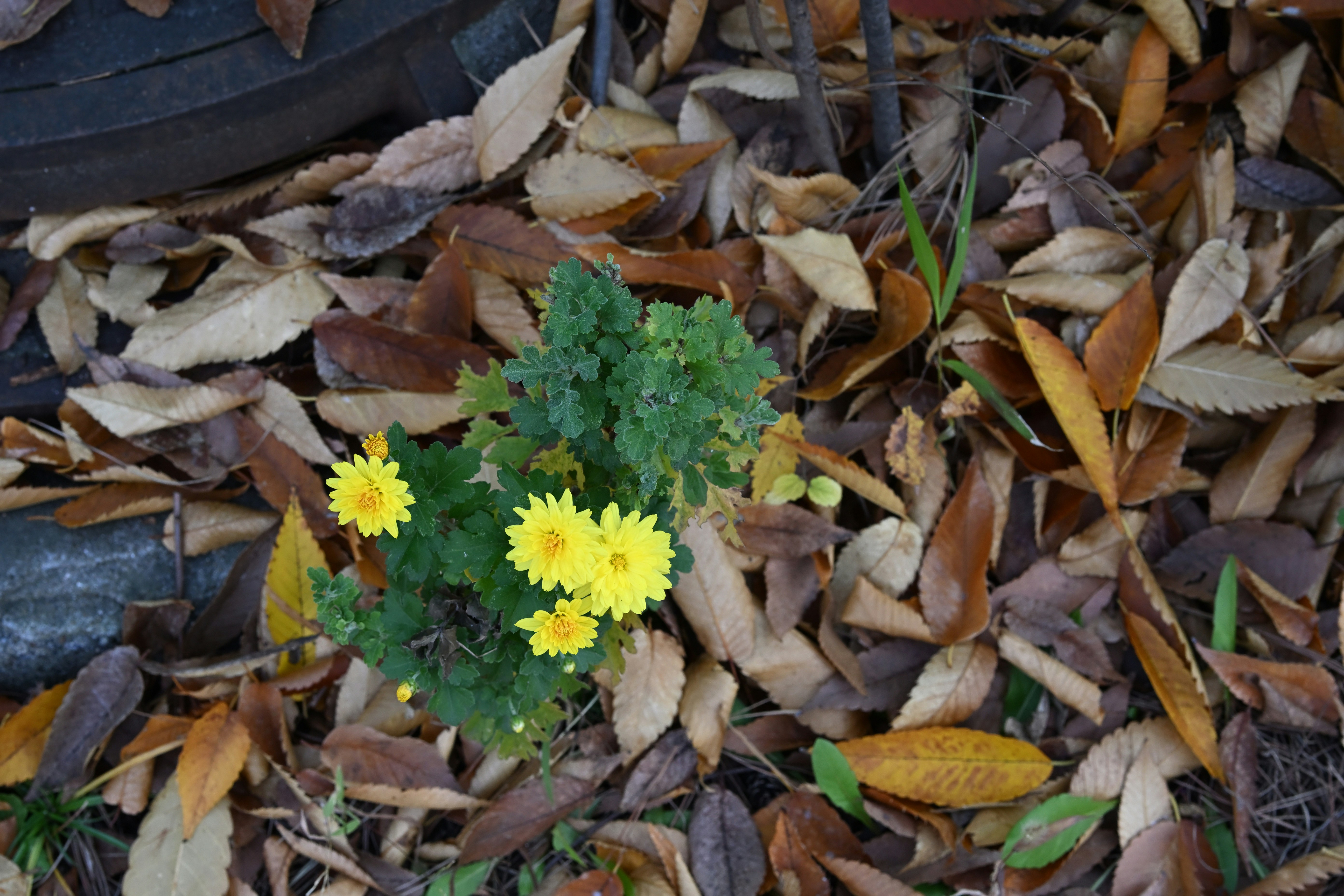 Small Burst of Yellow: A hardy bloom among fallen leaves