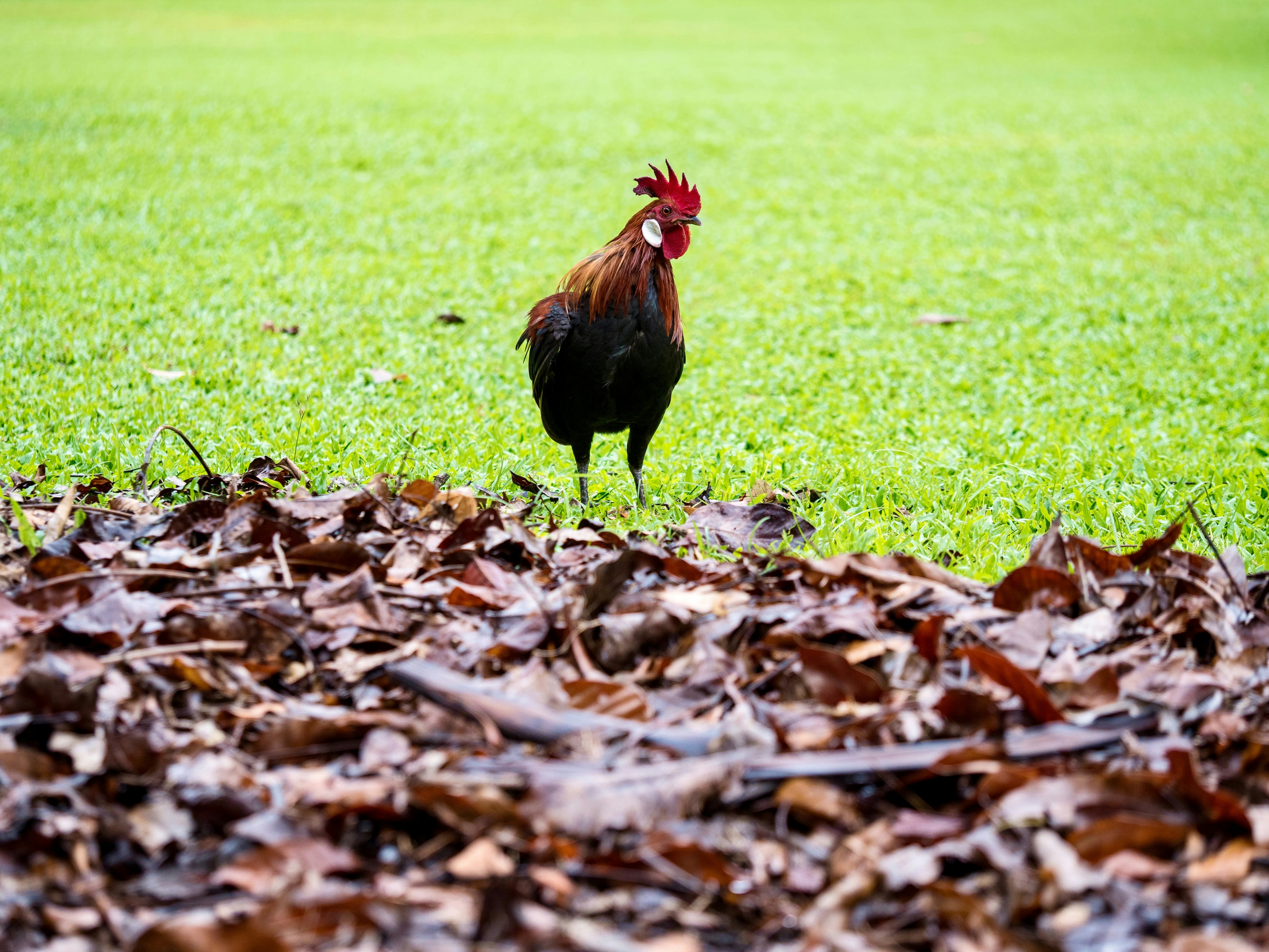 Rooster on a Leaf-Litter Border Framed by a Verdant Field