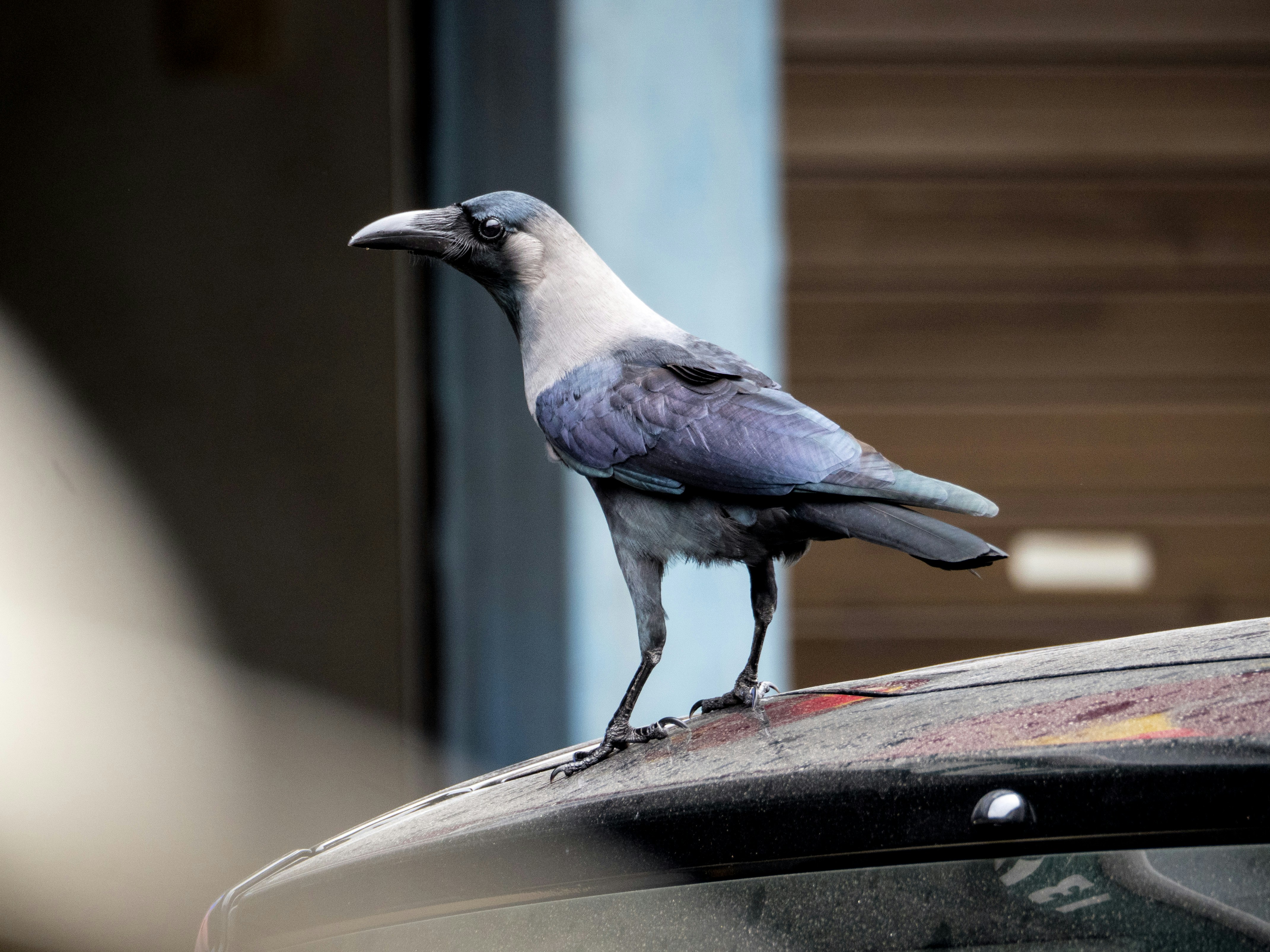 Hooded Crow Perches on Weathered Car Hood Under Quiet Urban Light