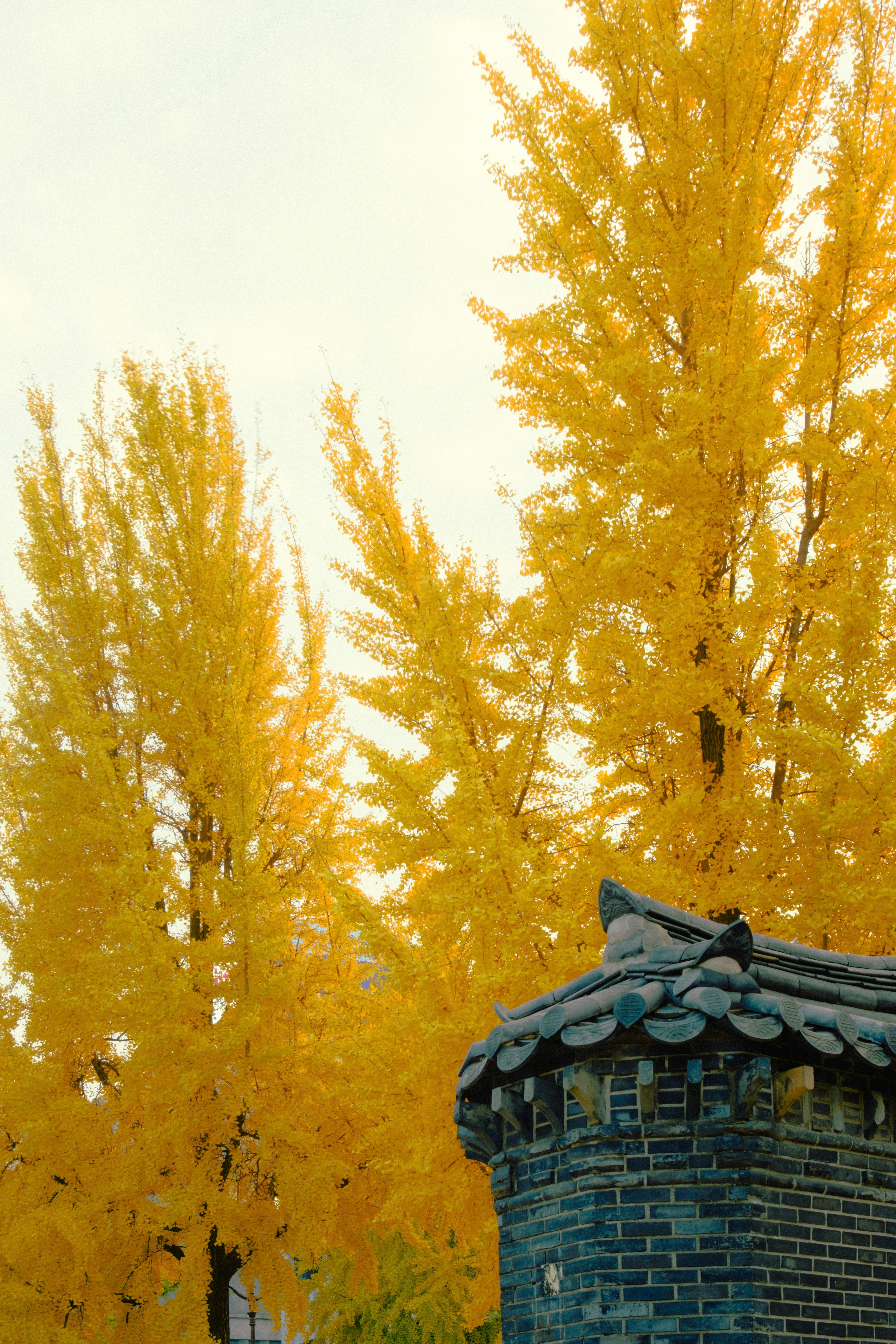 Gilded Canopy Over a Quiet Tile Roof