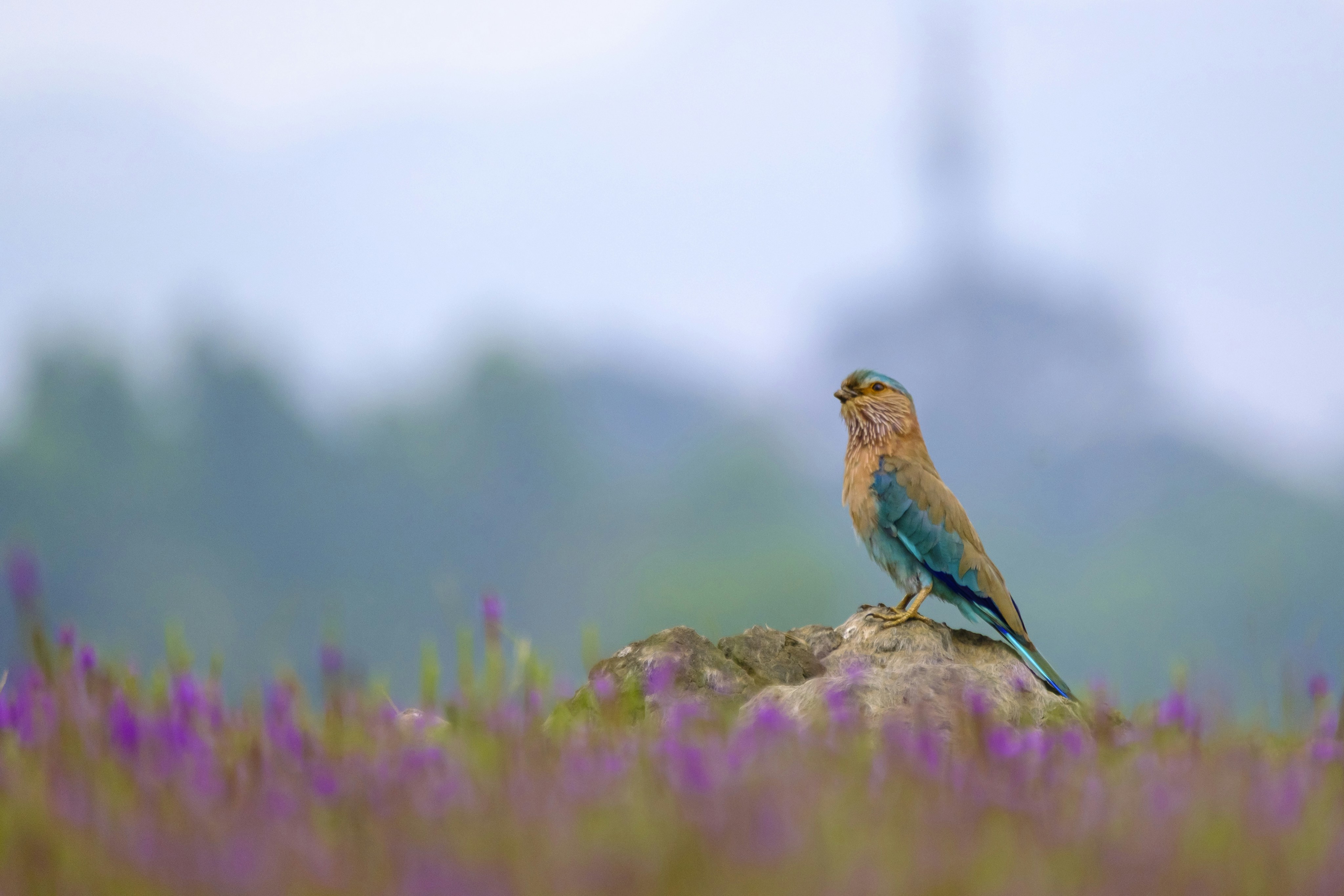 An Indian Roller with a broken beak in the grasslands in Lonavala. Story is that it broke its beak while fighting with another bird over its prey.