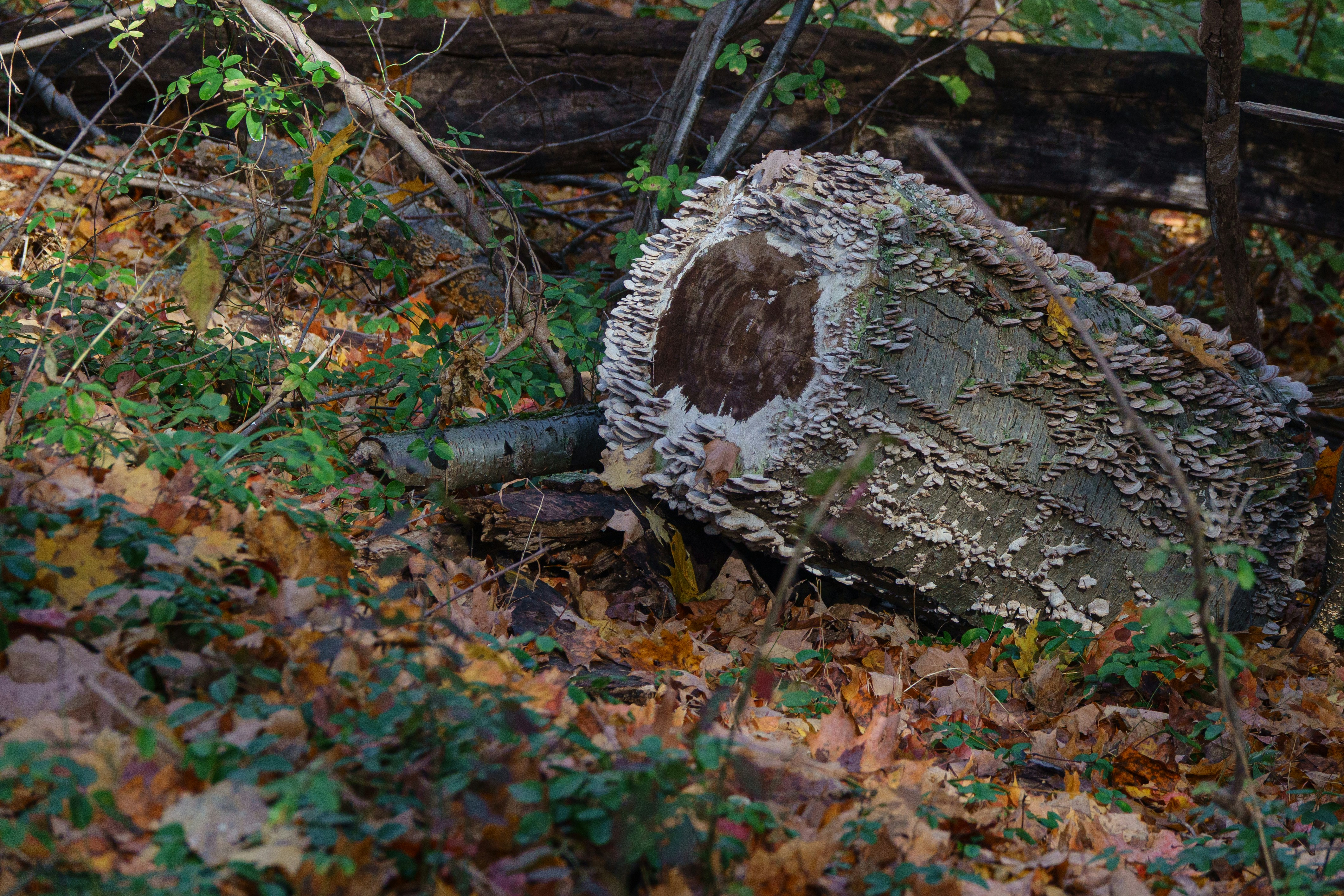 Hollow Log in Autumn's Quiet: A Window into Forest Decay