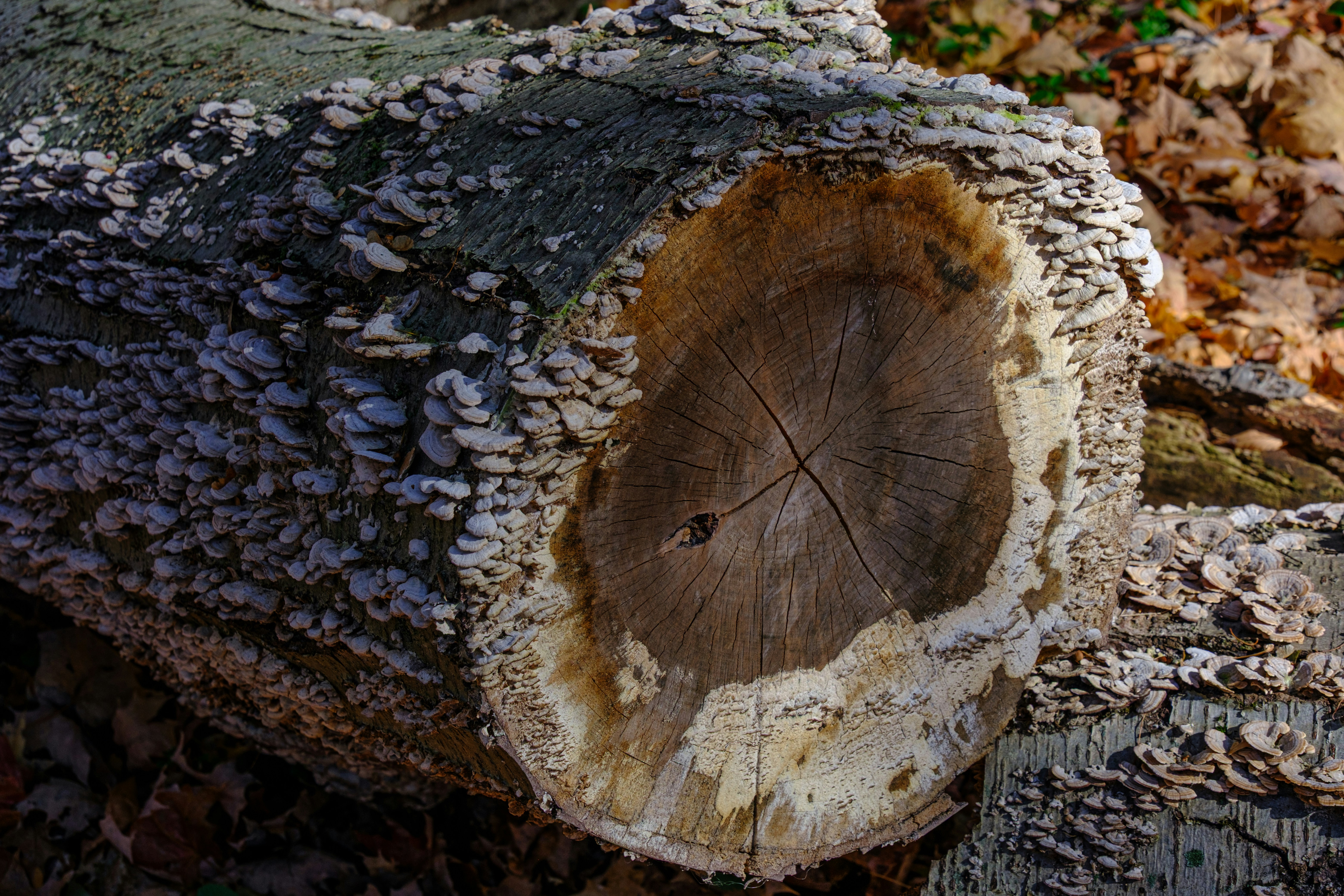 Photo by MICHAEL CHIARA with Fujifilm X-H2S