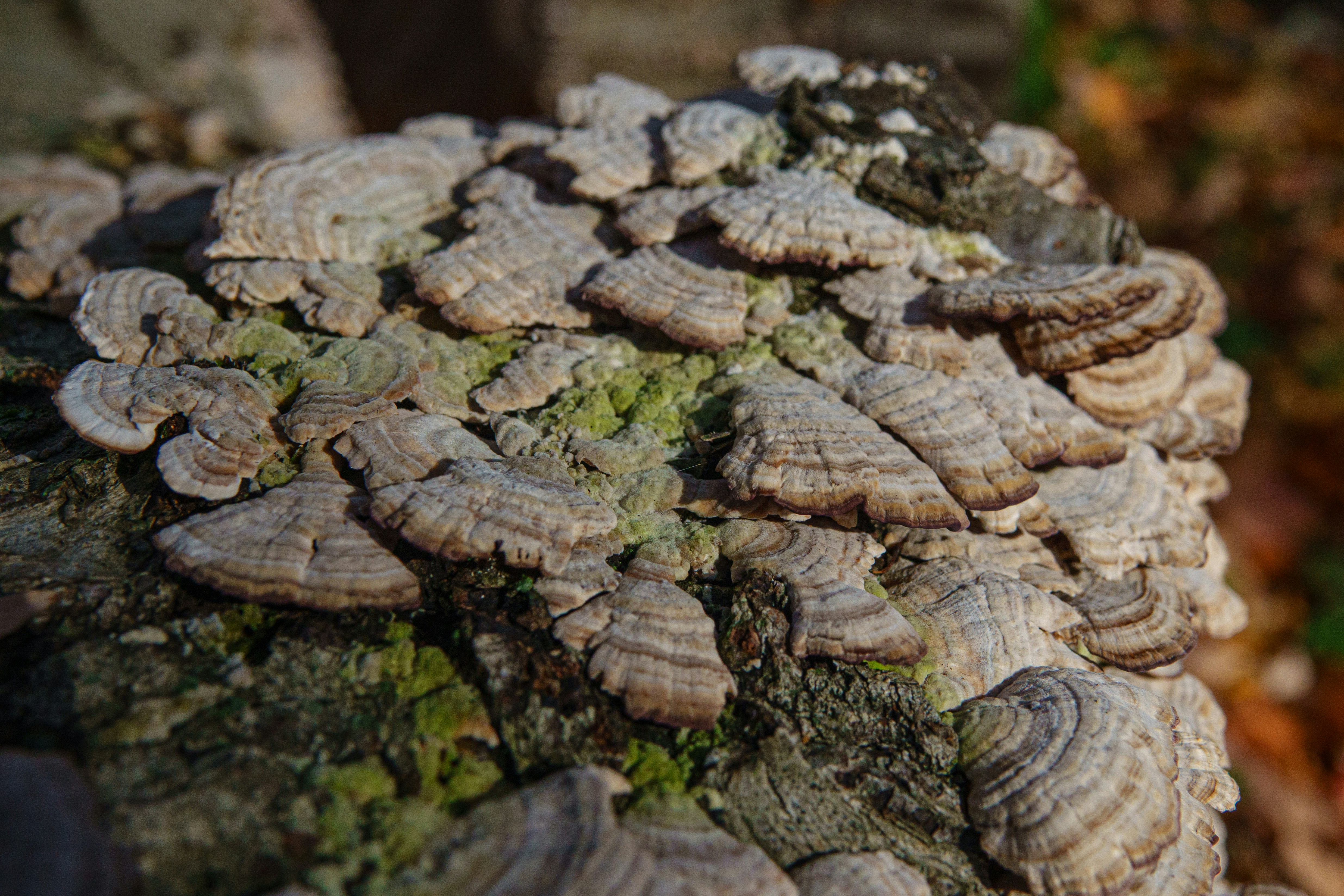 Moss-Accented Bracket Fungi Clusters on a Weathered Log