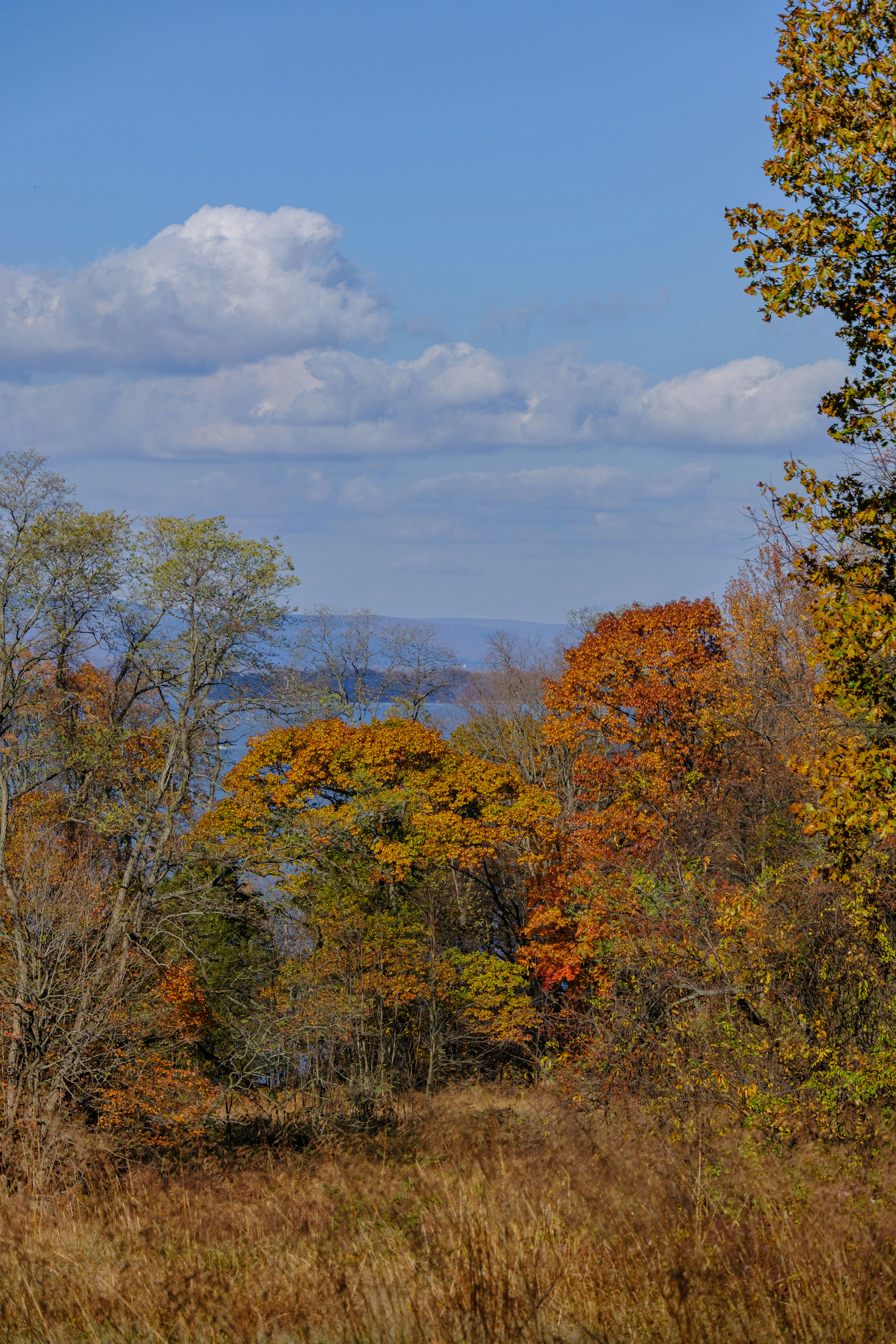 Amber Canopy along a Quiet Hillside Under an Open Autumn Sky