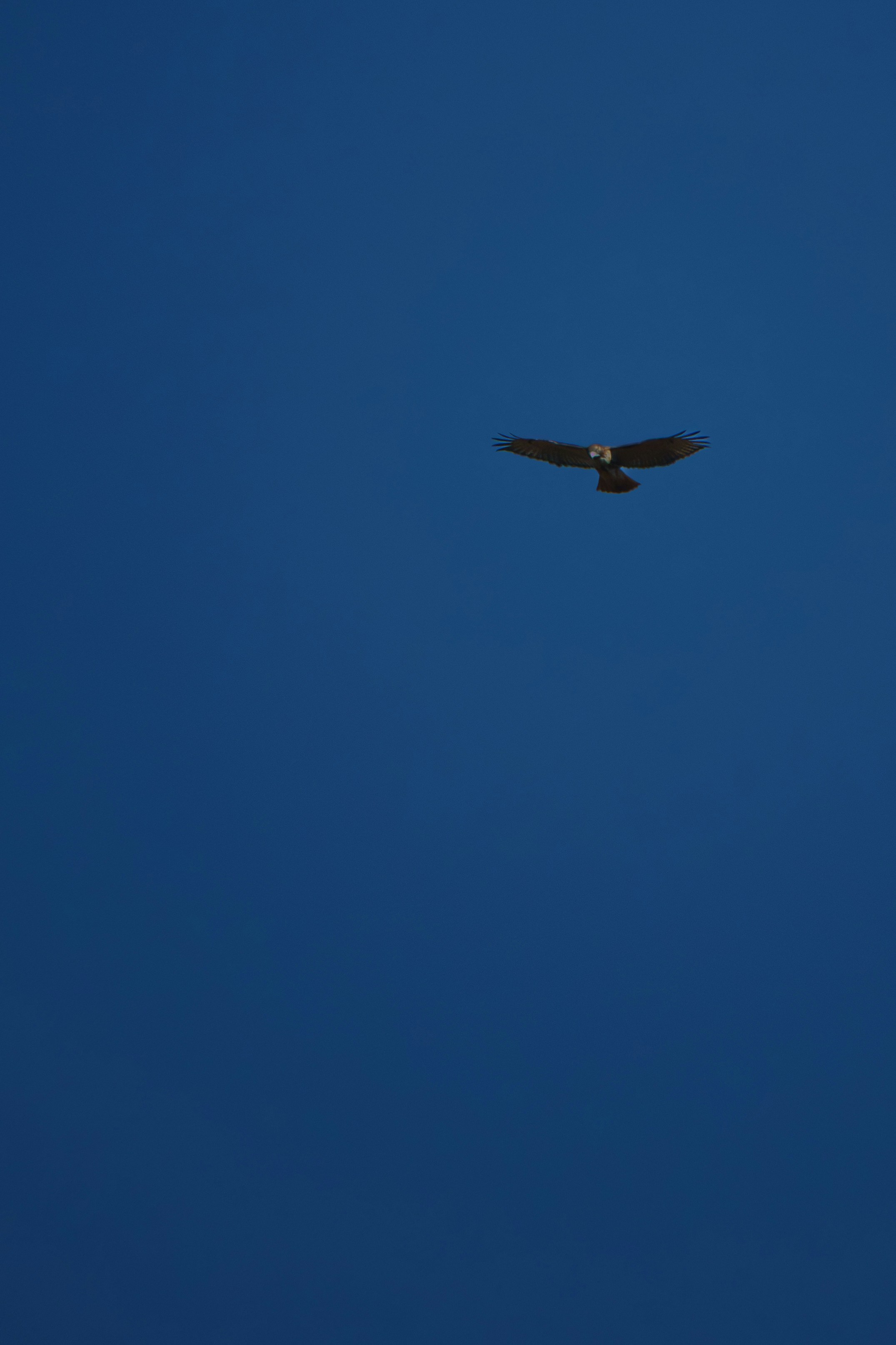 Raptor over a cobalt canvas: a lone bird in flight