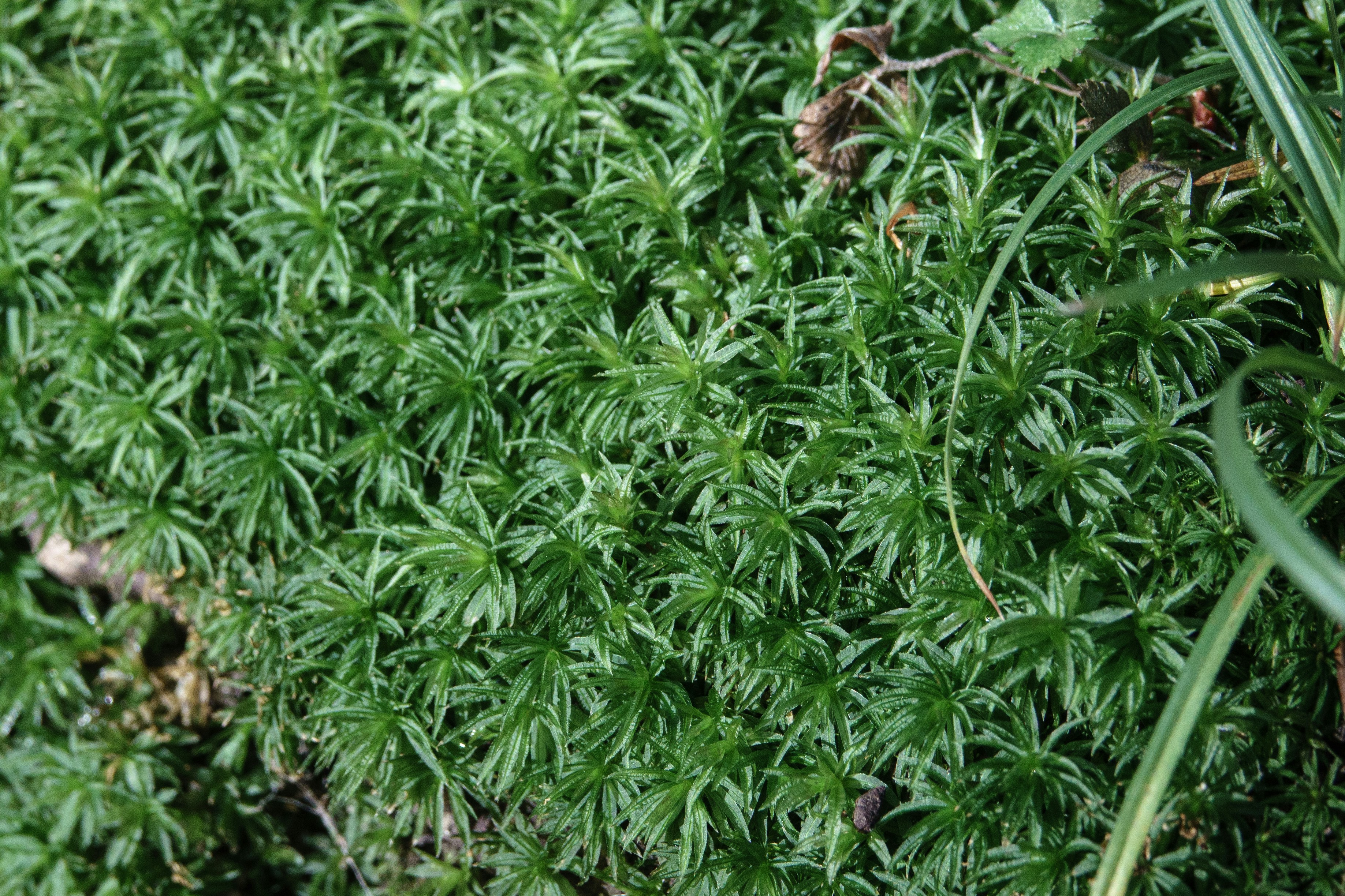 Star-Moss Carpet: Minute Fronds in Quiet Green