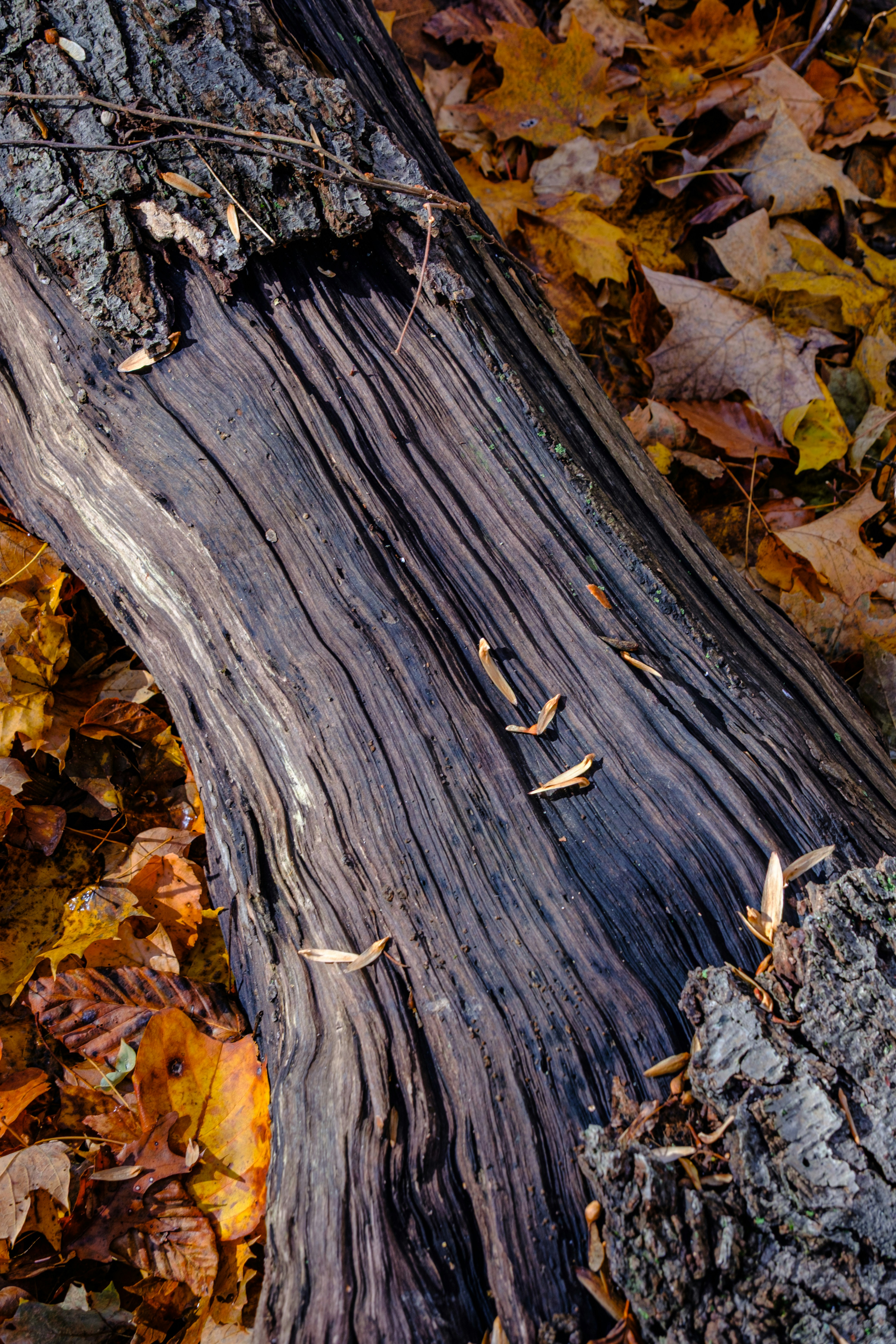 Photo by MICHAEL CHIARA with Fujifilm X-H2S