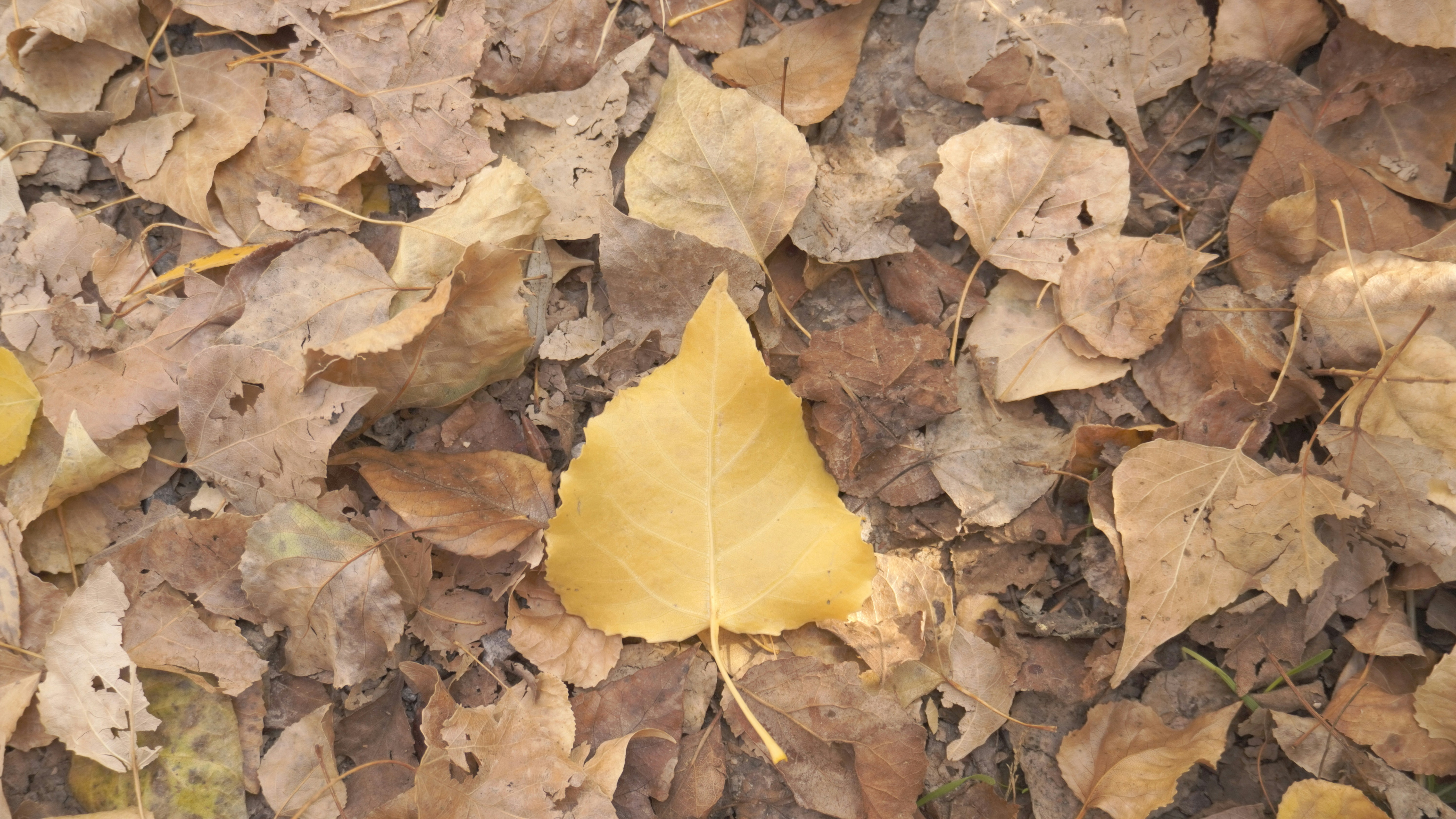 Amber Leaf at the Center of a Brown Autumn Tapestry