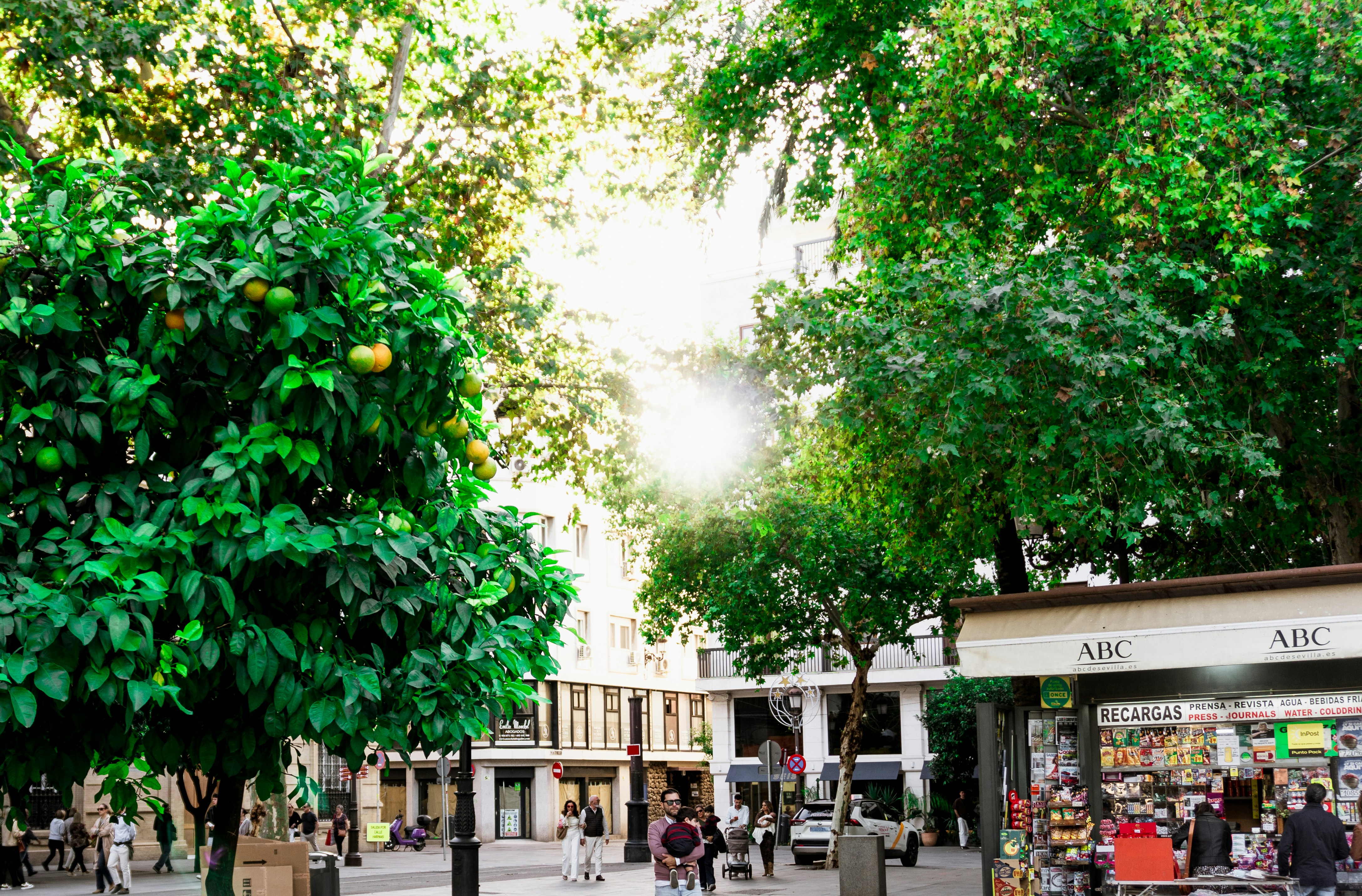 Sunny street scene with trees and buildings photo – Free Sunlight Image ...