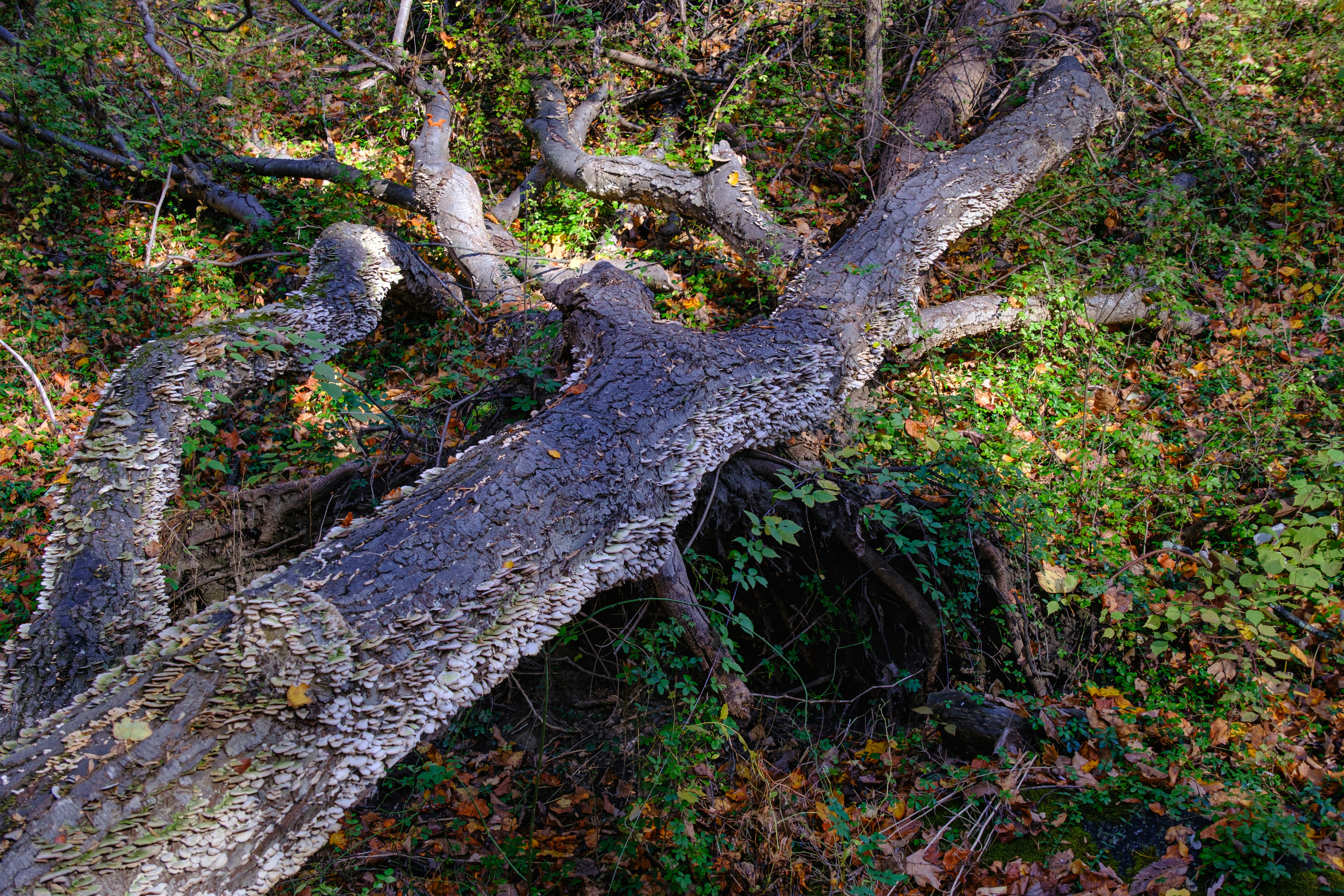 Photo by MICHAEL CHIARA with Fujifilm X-H2S