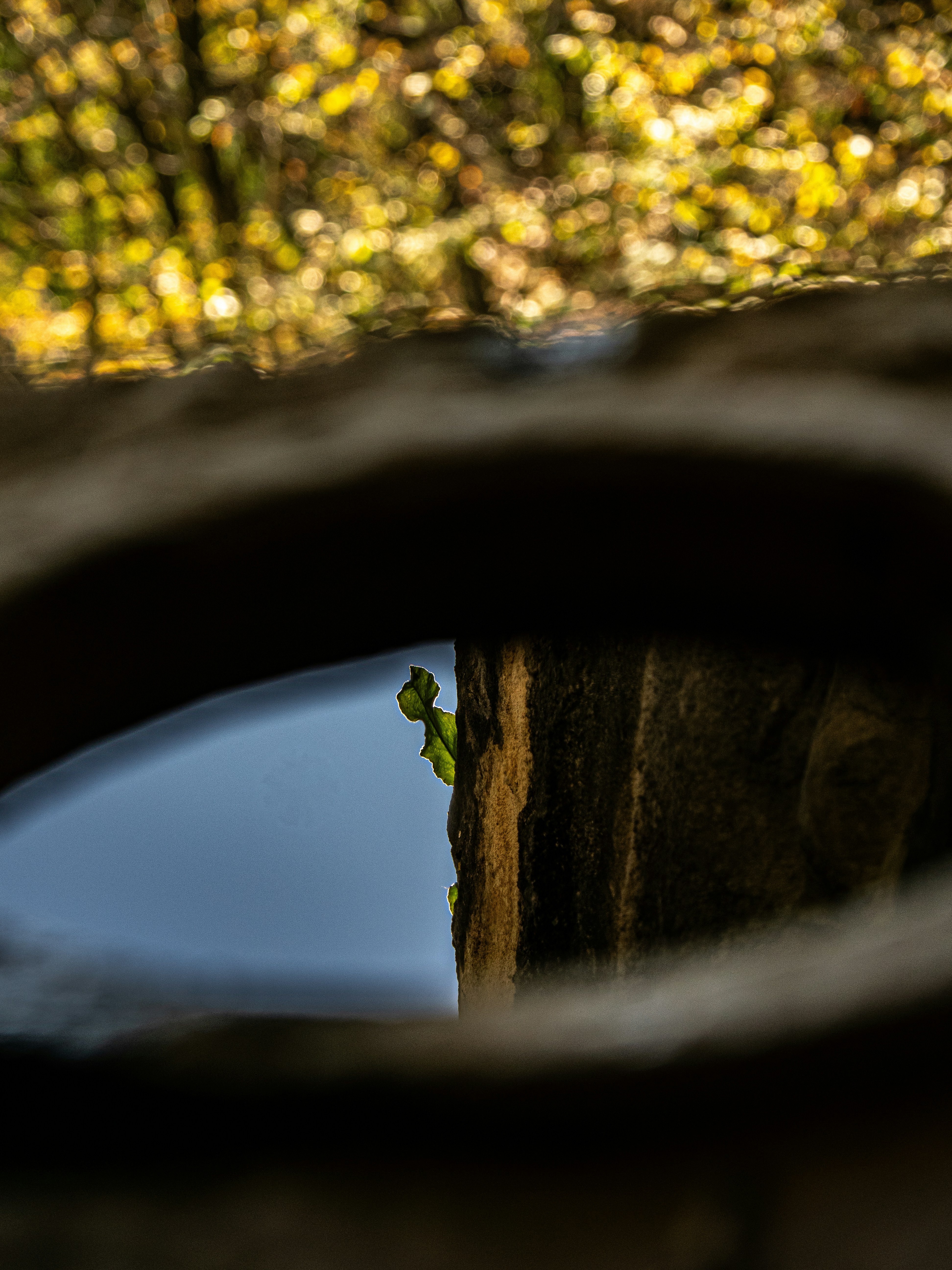 Ringed View: Leaf and Bark Framed by a Water Mirror