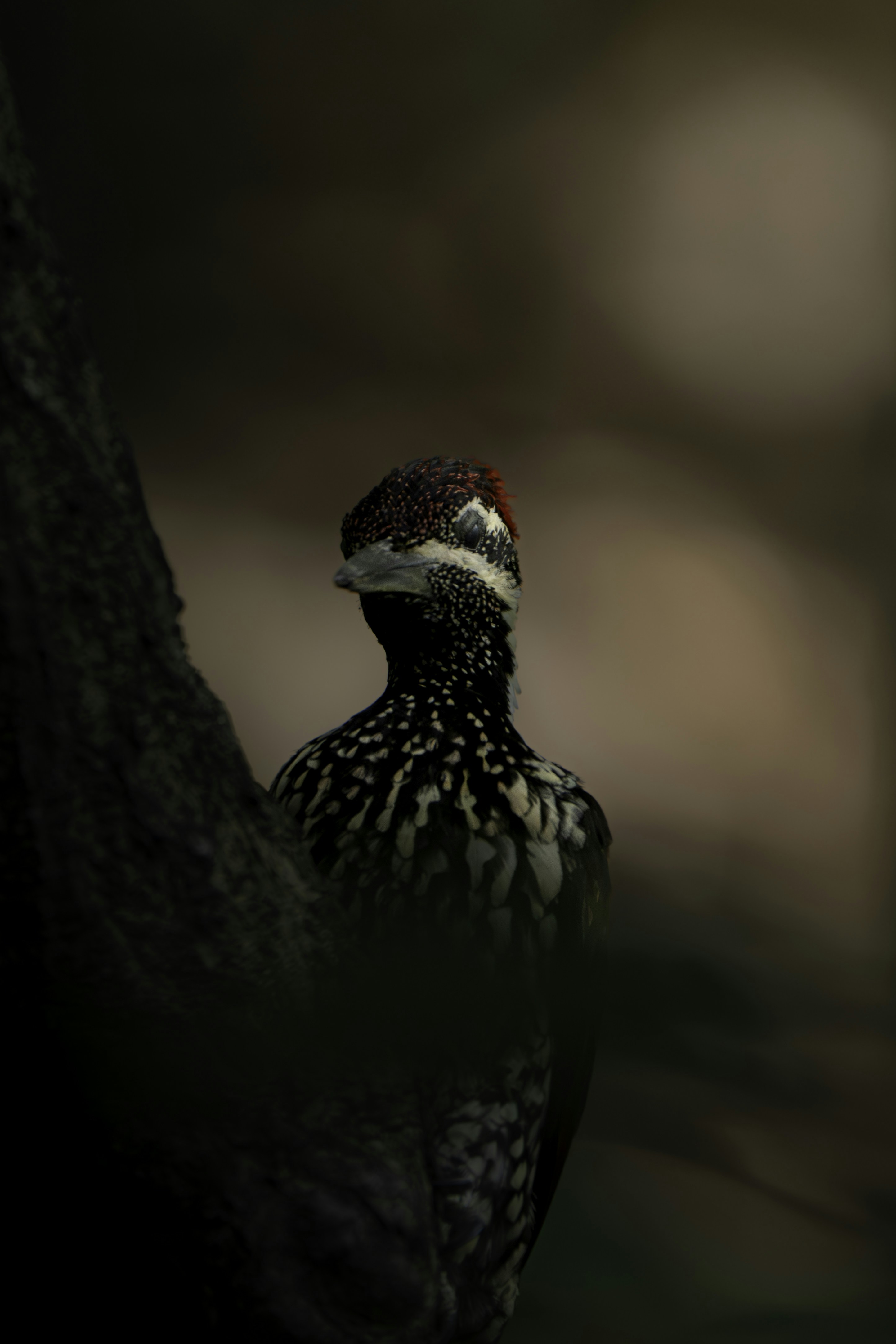 Shadowbound Sentinel: a woodpecker peeks from a trunk in moody light