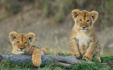 Two Lion Cubs on a Weathered Log in a Sunlit Clearing
