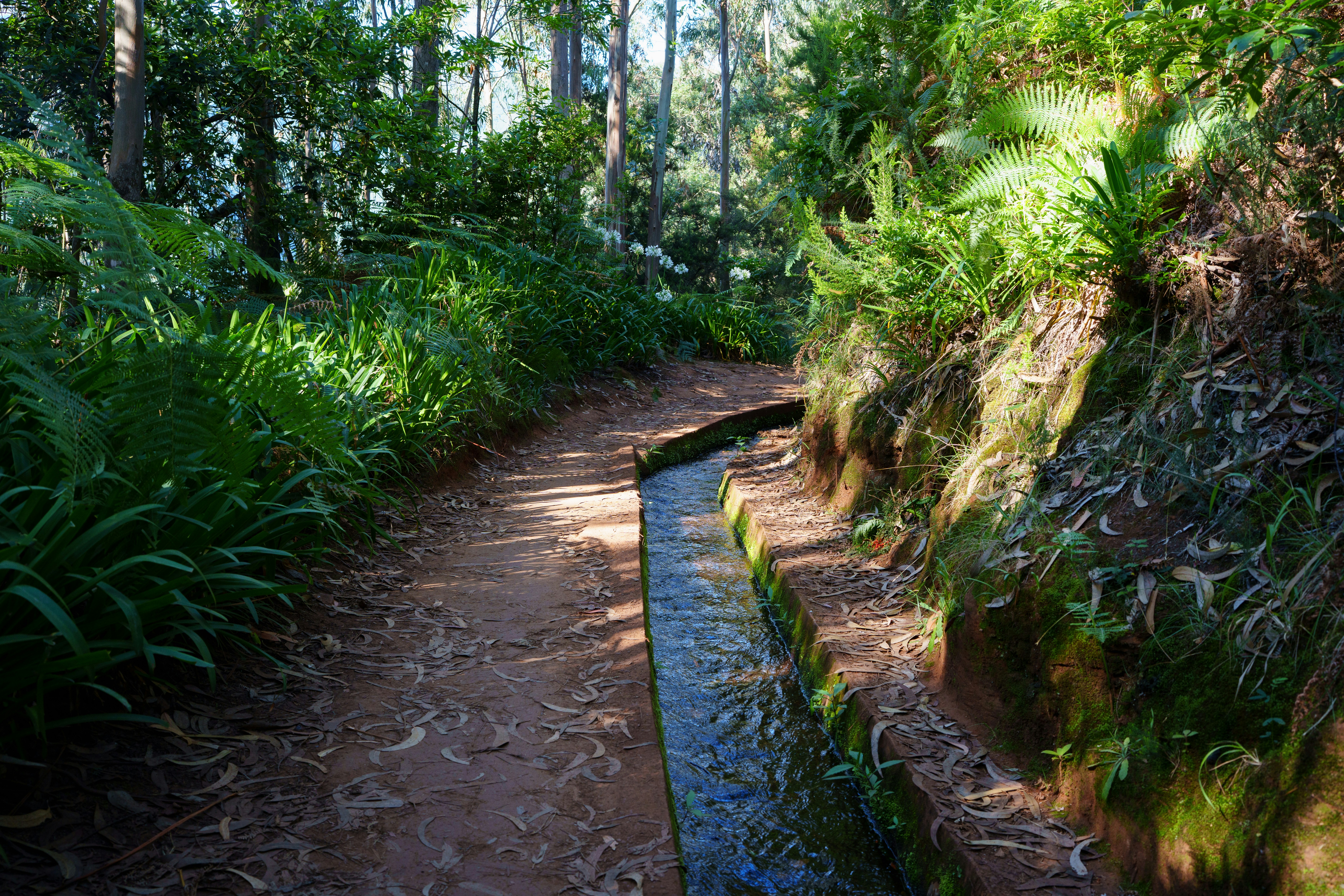 Fern-Lined Trail and Narrow Water Channel Fade into Dappled Light