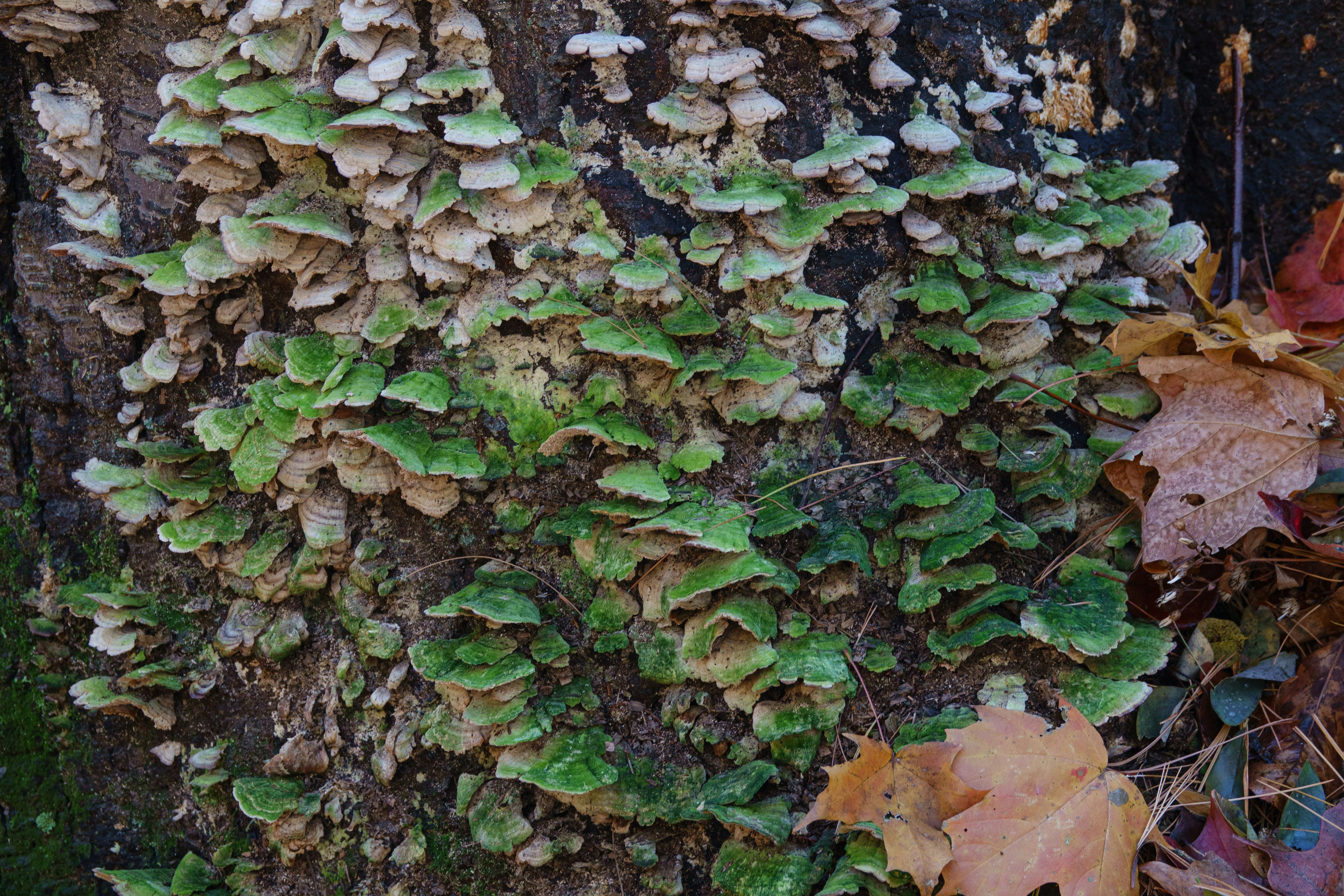 Moss Mosaic on a Weathered Tree Trunk