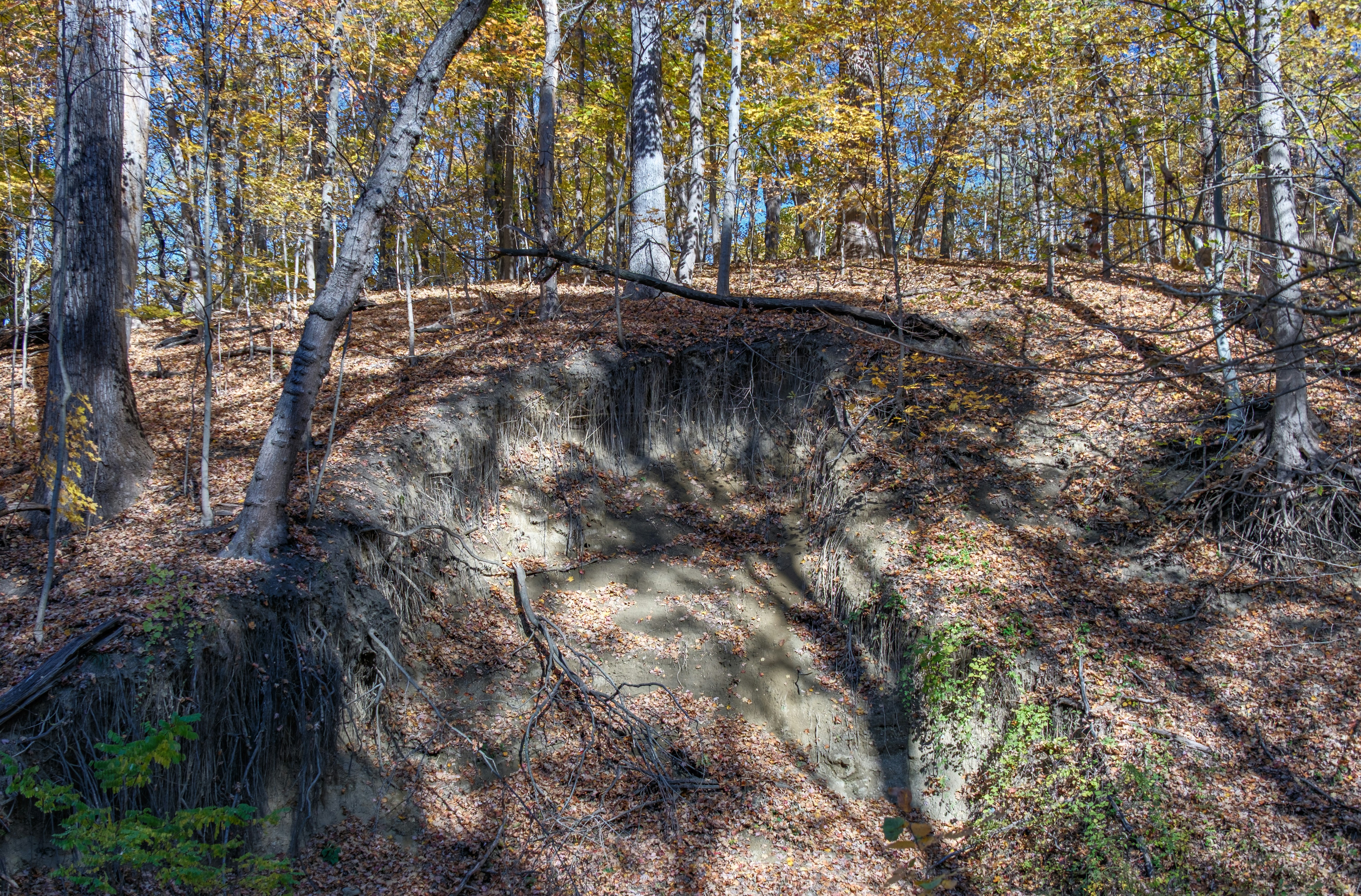 Autumn forest with a steep, eroded embankment. photo – Free Forest ...