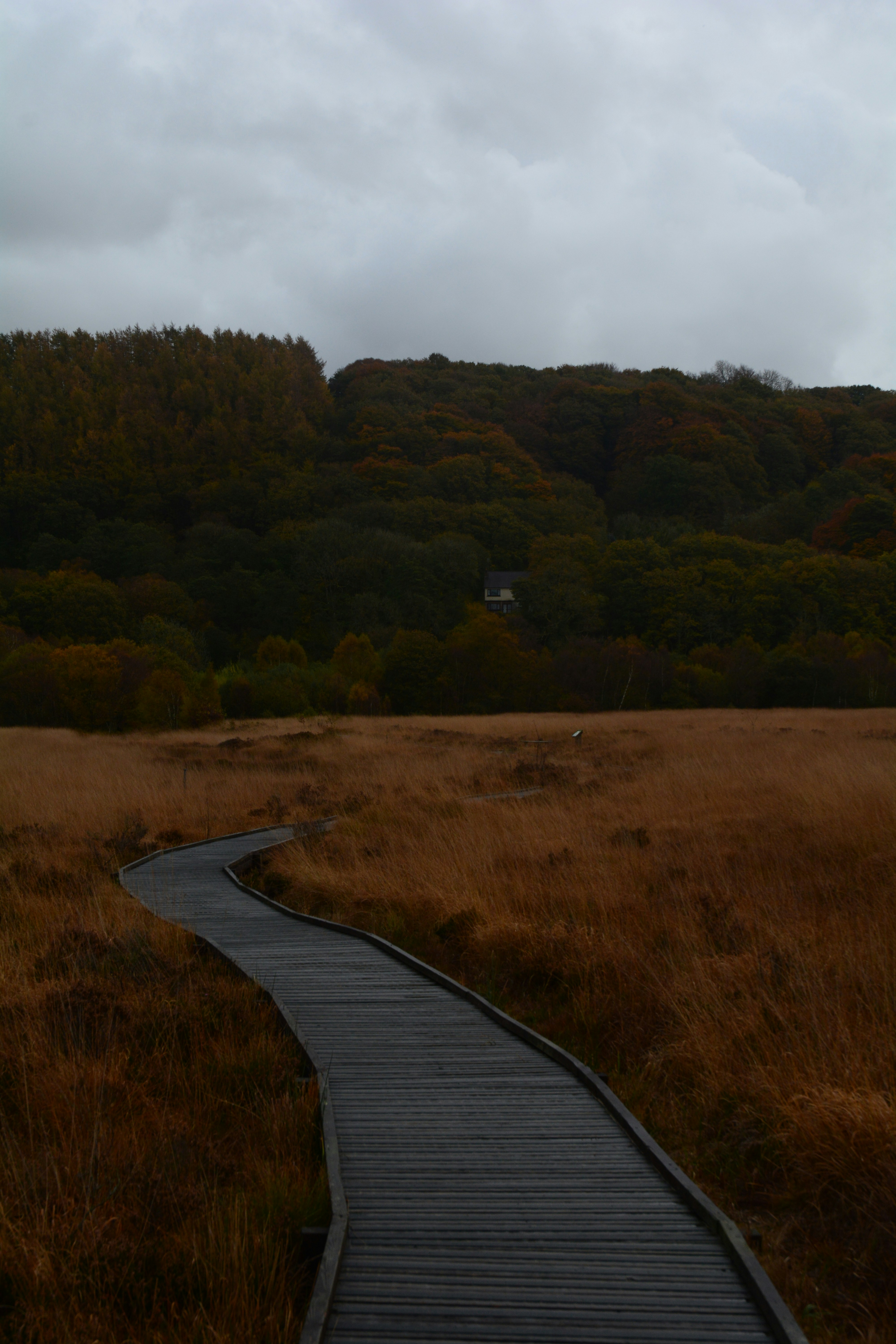 Autumn's Ribbon: A Winding Boardwalk Toward the Shadowed Hills
