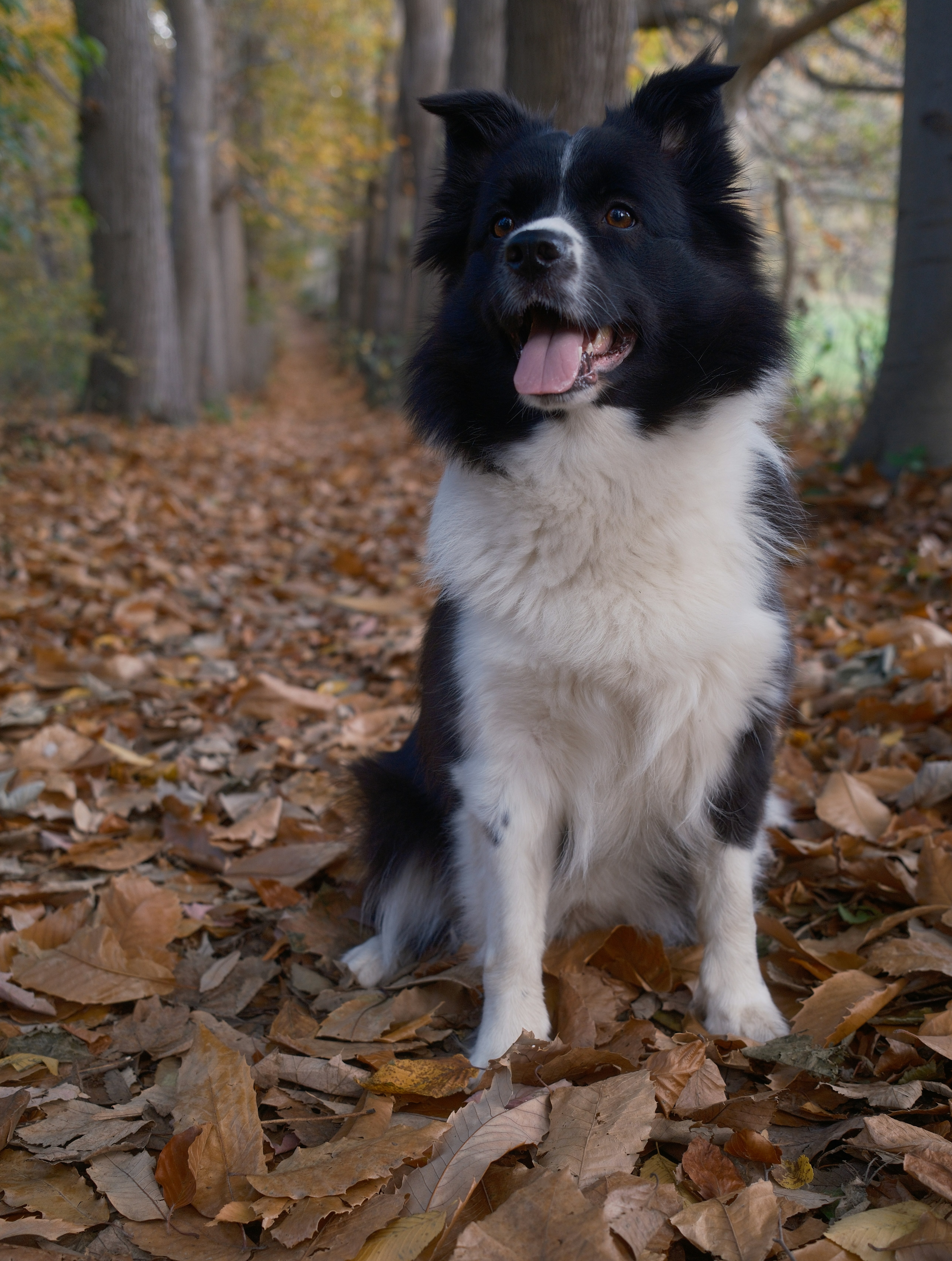 Leaf-Strewn Stance: A Border Collie Grins in the Quiet Woods