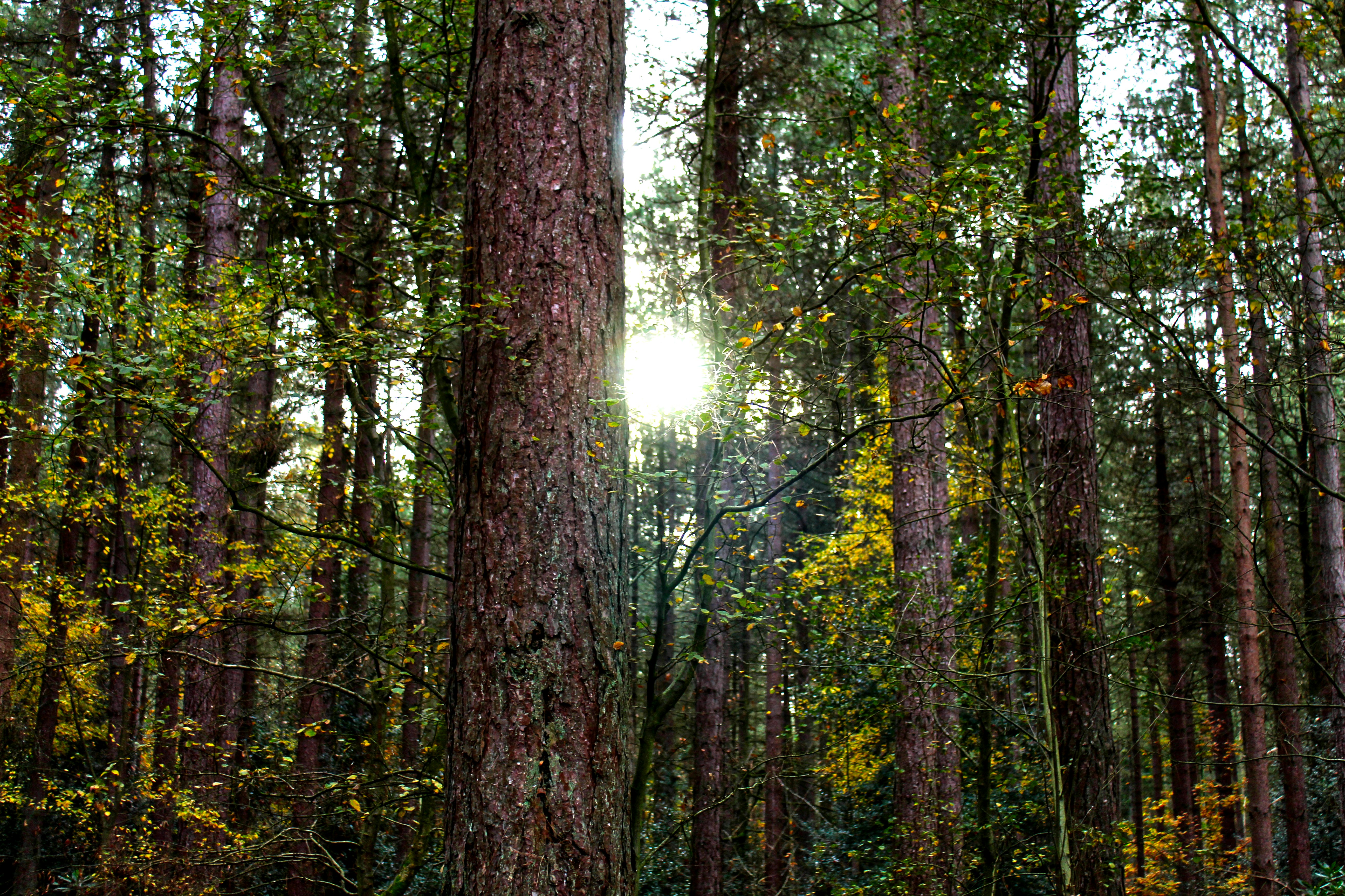 Sunburst Through the Pines: Autumn Light Woven Through Mossy Trunks