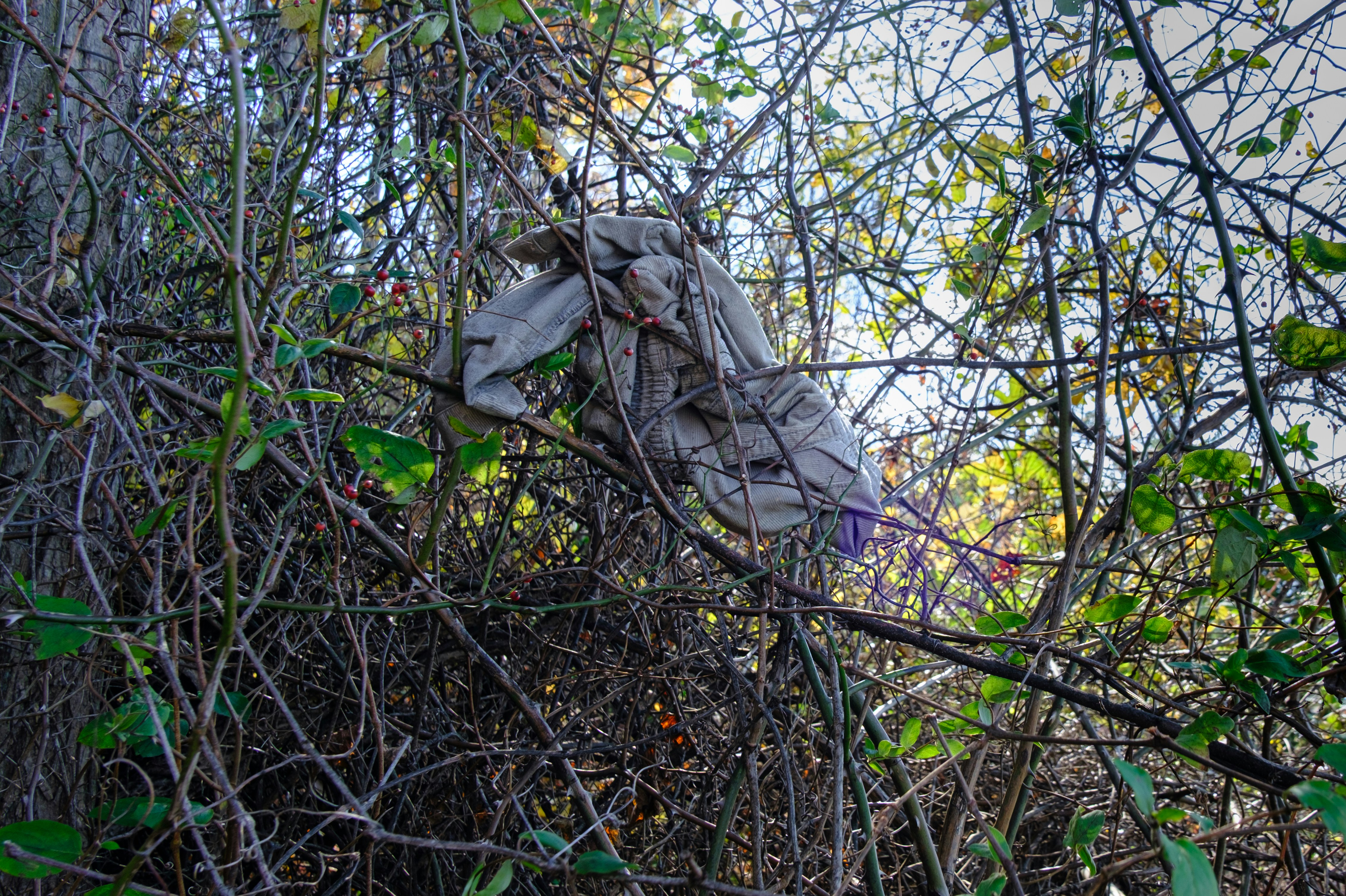 Coat Tangled in Brambles Under a Silent Sunbeam