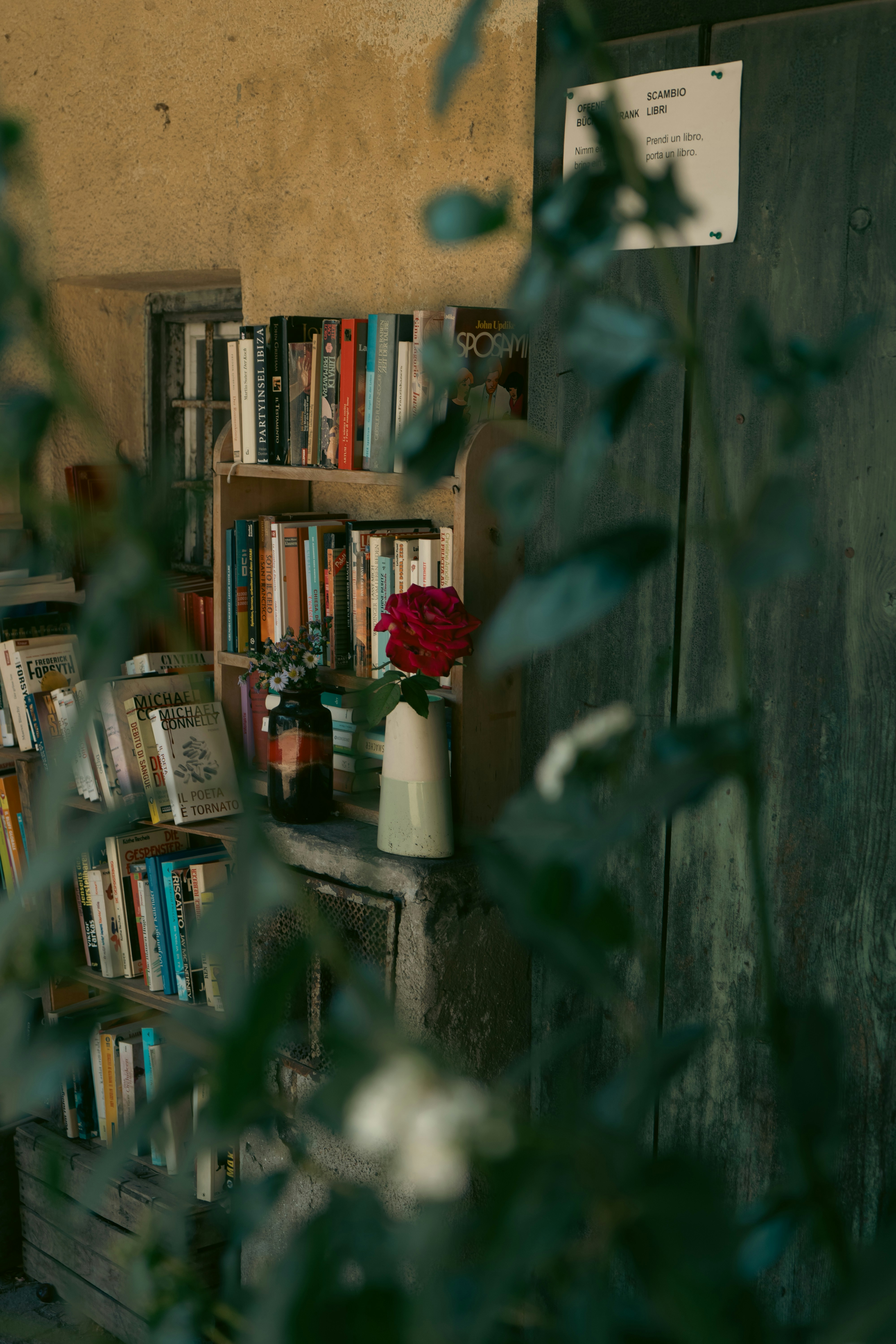 Red Rose in the Rustic Nook: A Quiet Library Framed by Green Veil
