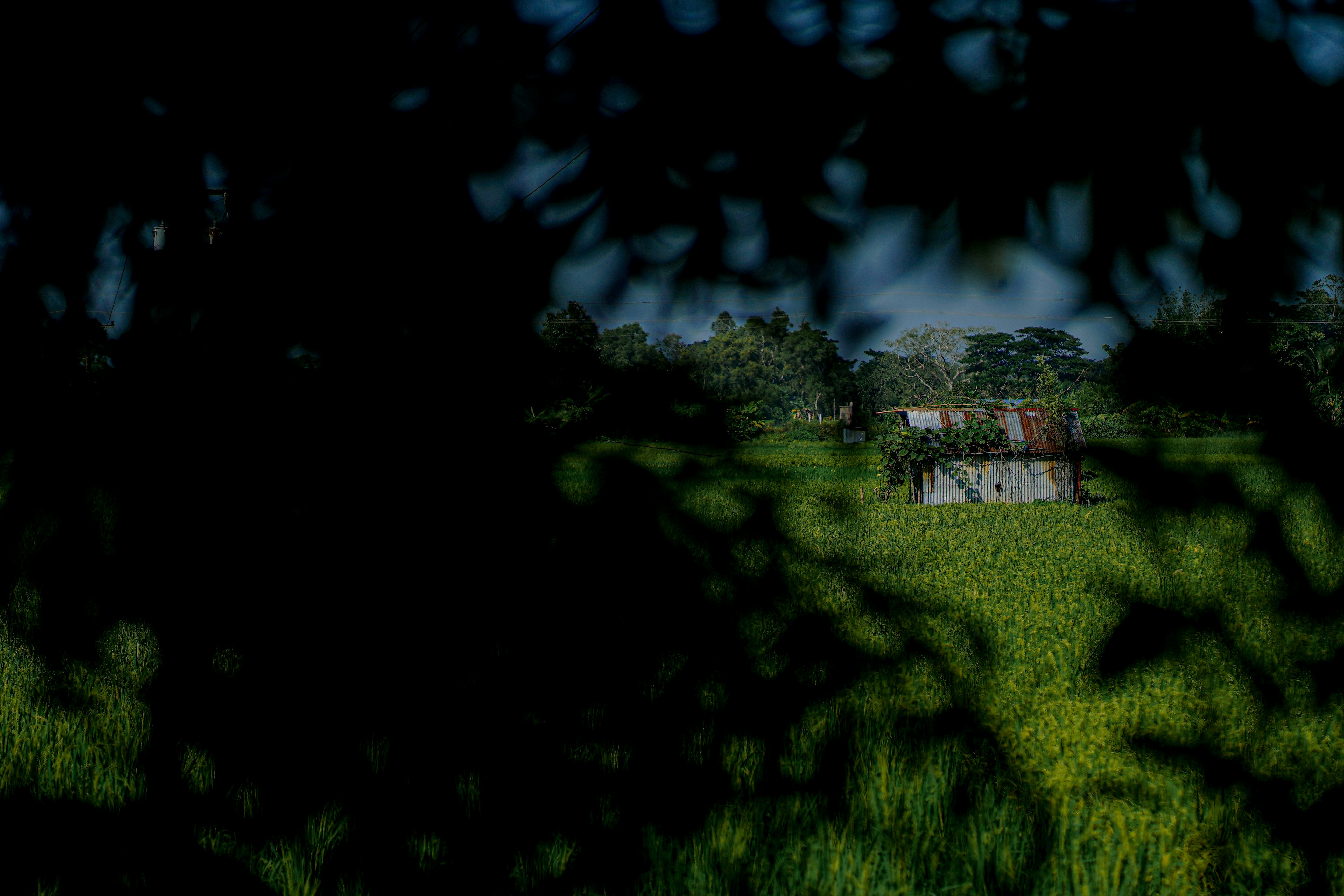 Photo by AL Kaium with Sony Alpha 7 III