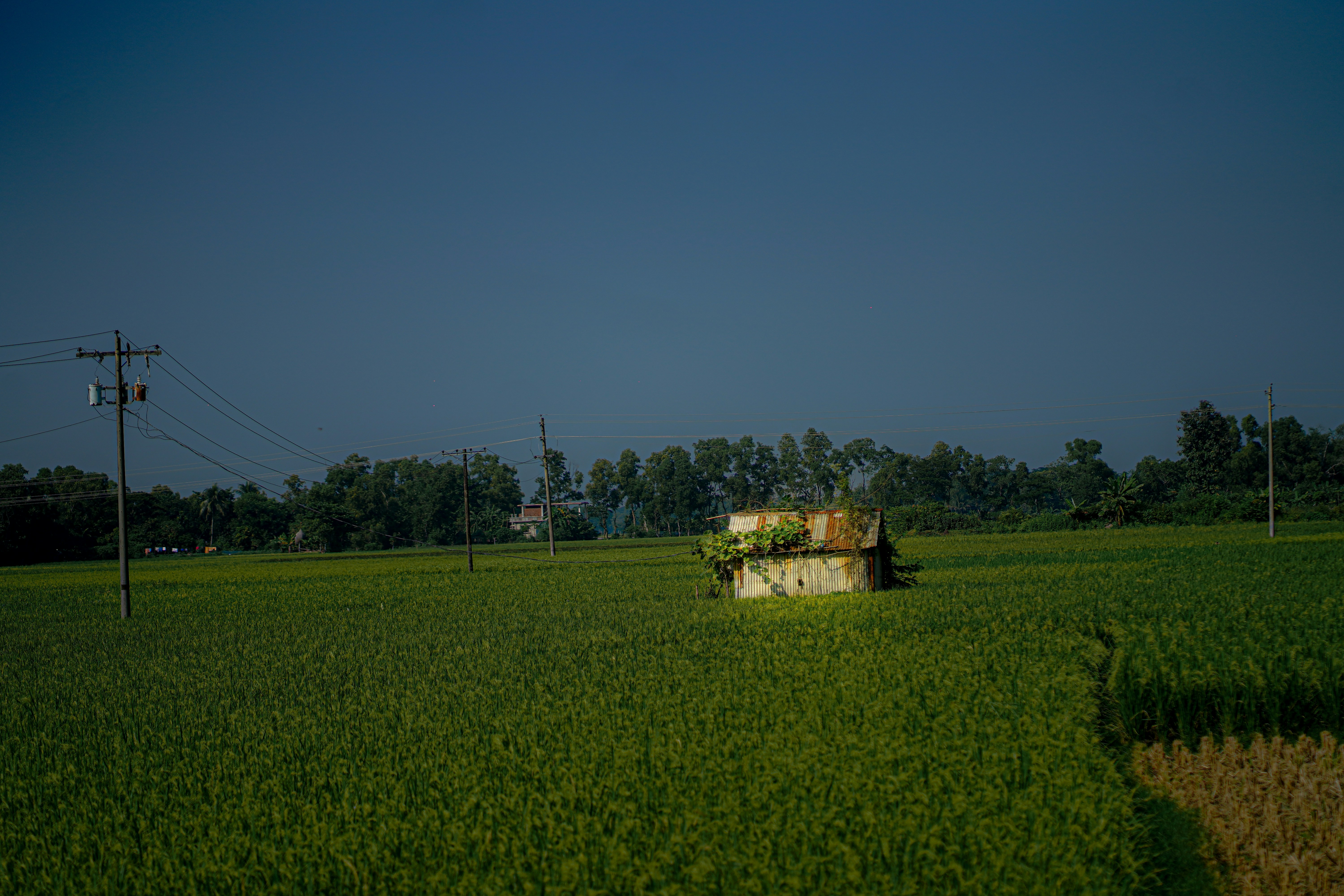 Rusted Outpost Amid Emerald Rows Under a Clear Blue Sky