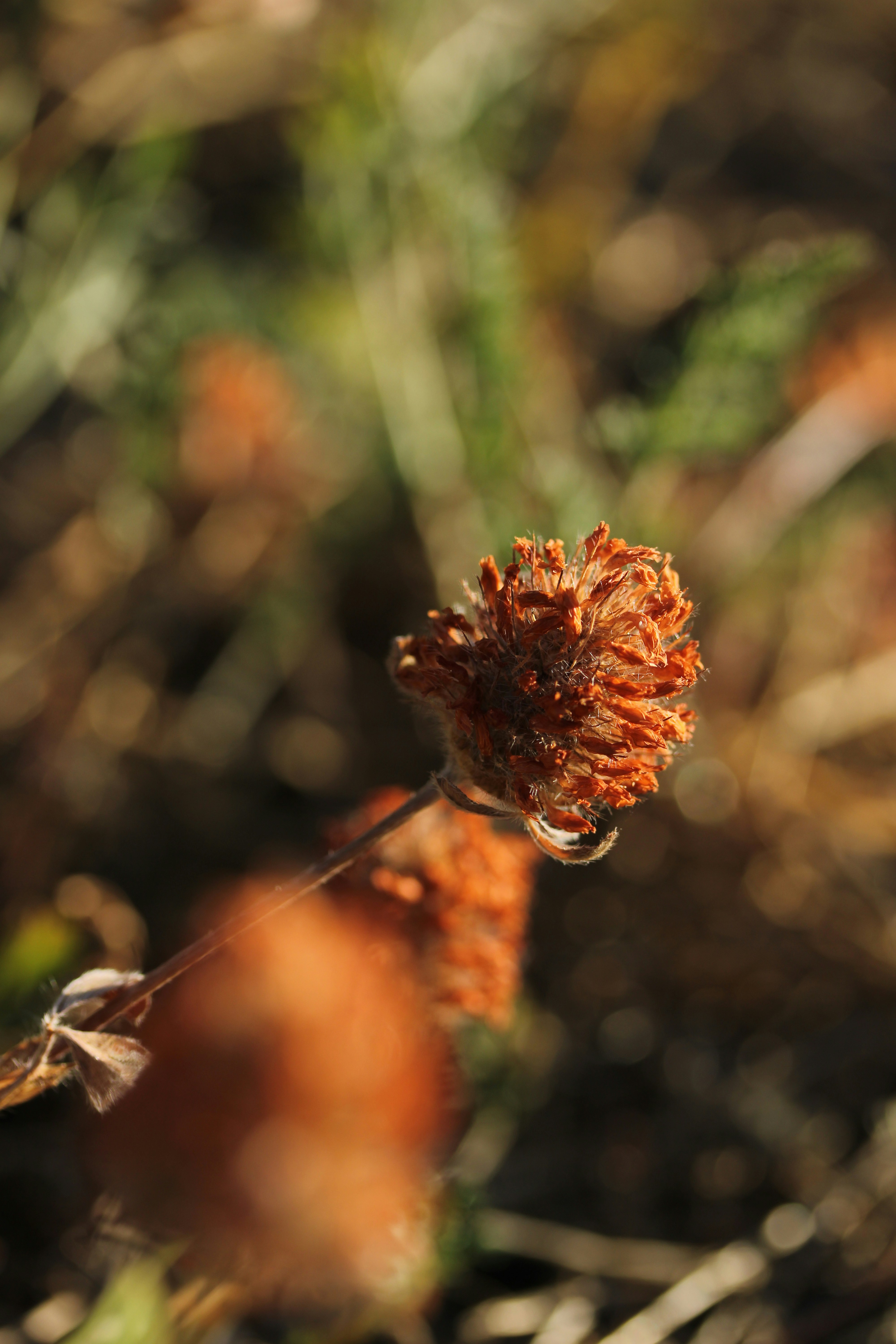 Amber Seed Head Shaped by Sunlight in a Soft-Backlit Meadow