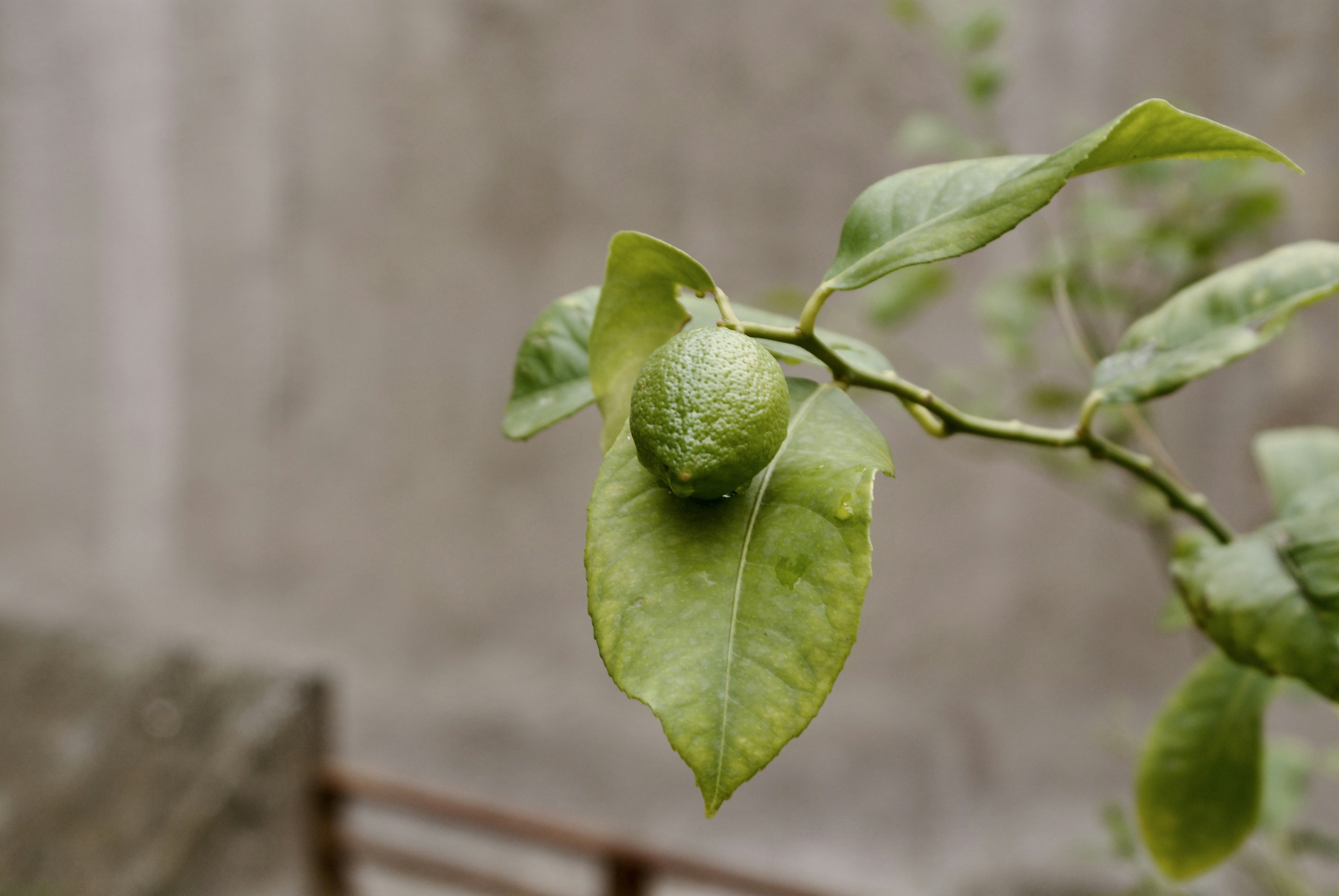 Lone lime glinting on a slender branch amid soft bokeh