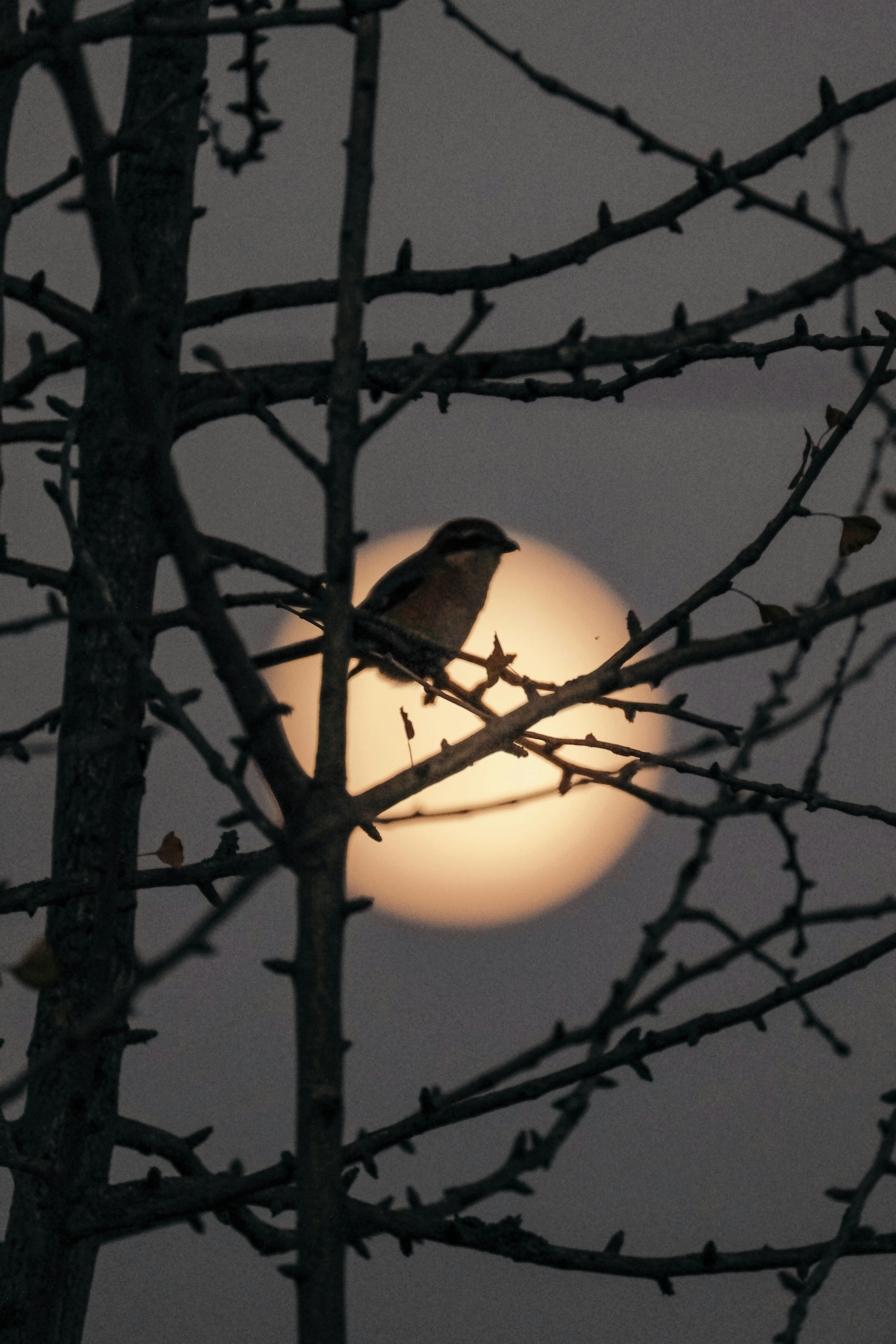 Moonlit Perch: Sparrow Silhouette in Twisted Branches