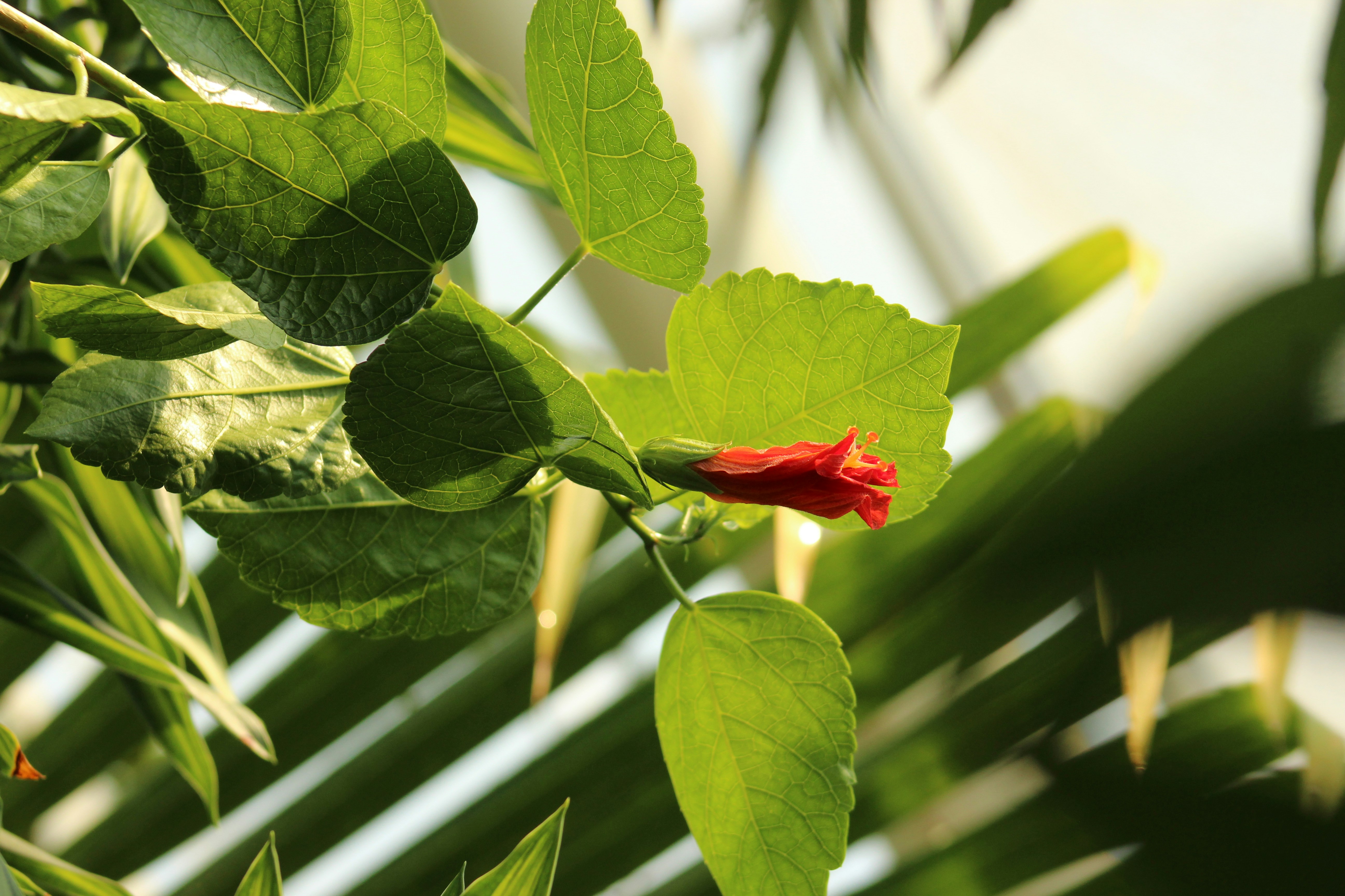 Photo by Nazareth Valdespino with Canon EOS 1200D