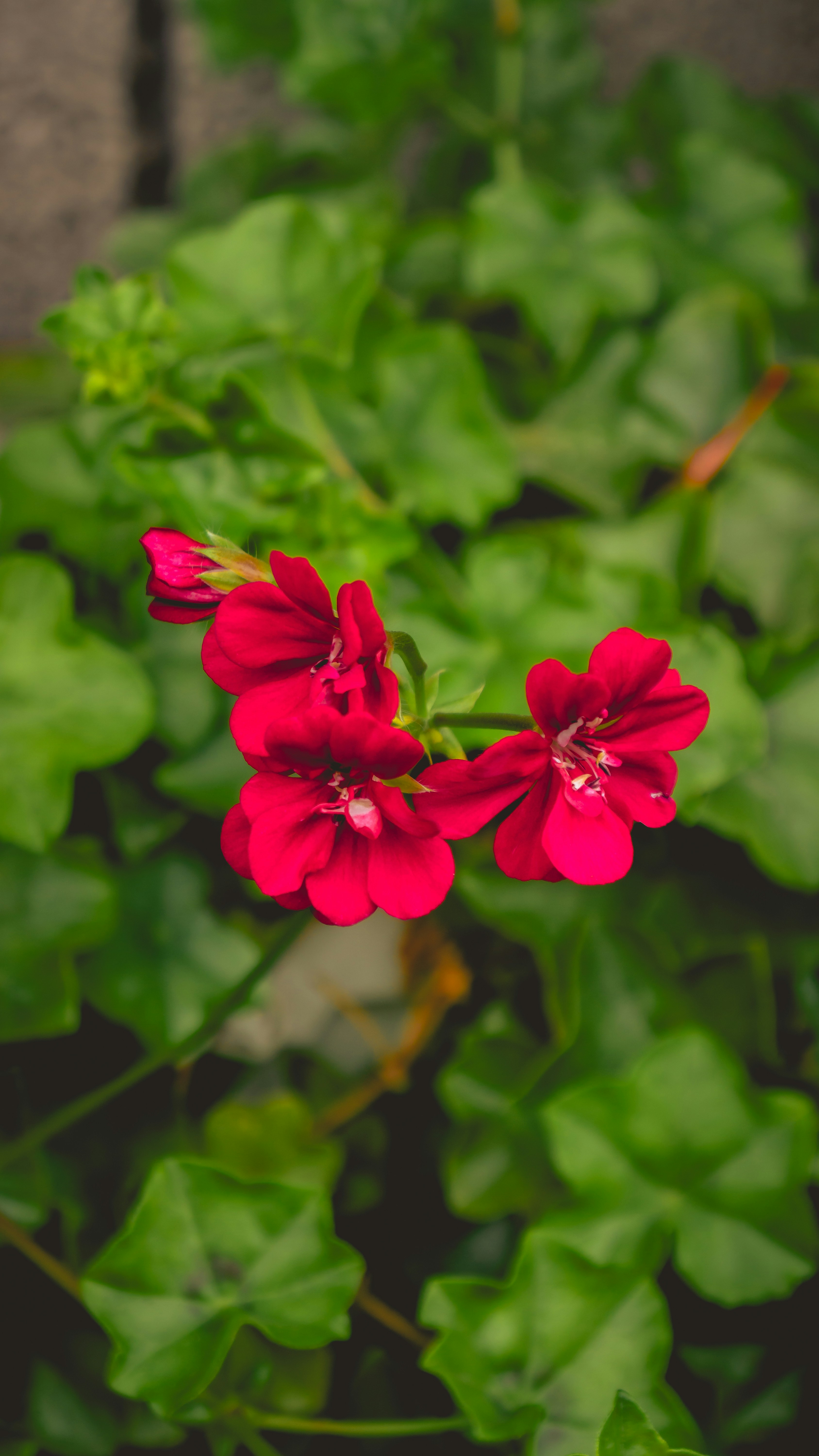 Photo by Viktor Stefanoski with Sony Alpha 6000