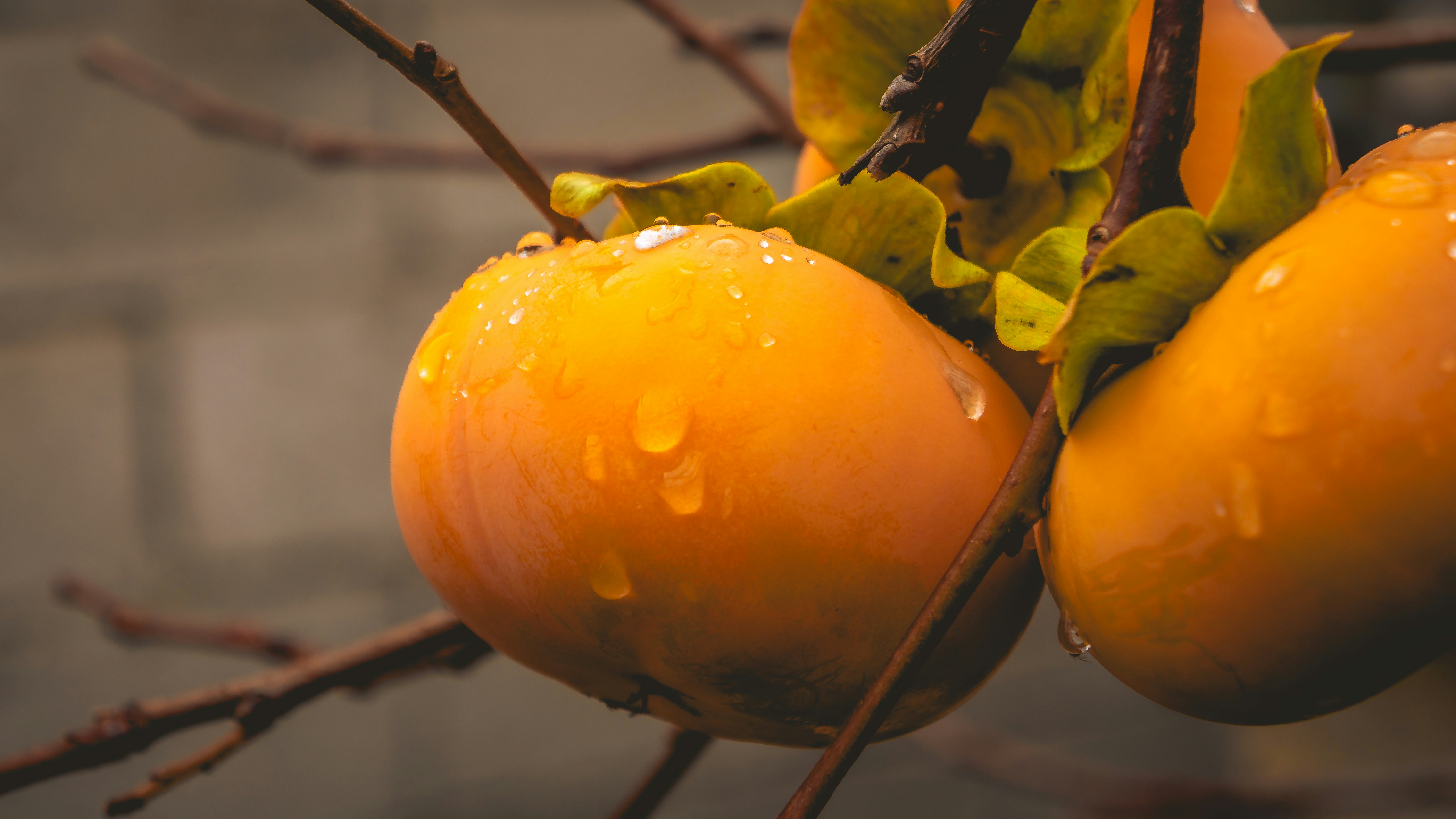 Dew-Kissed Oranges on a Weathered Branch