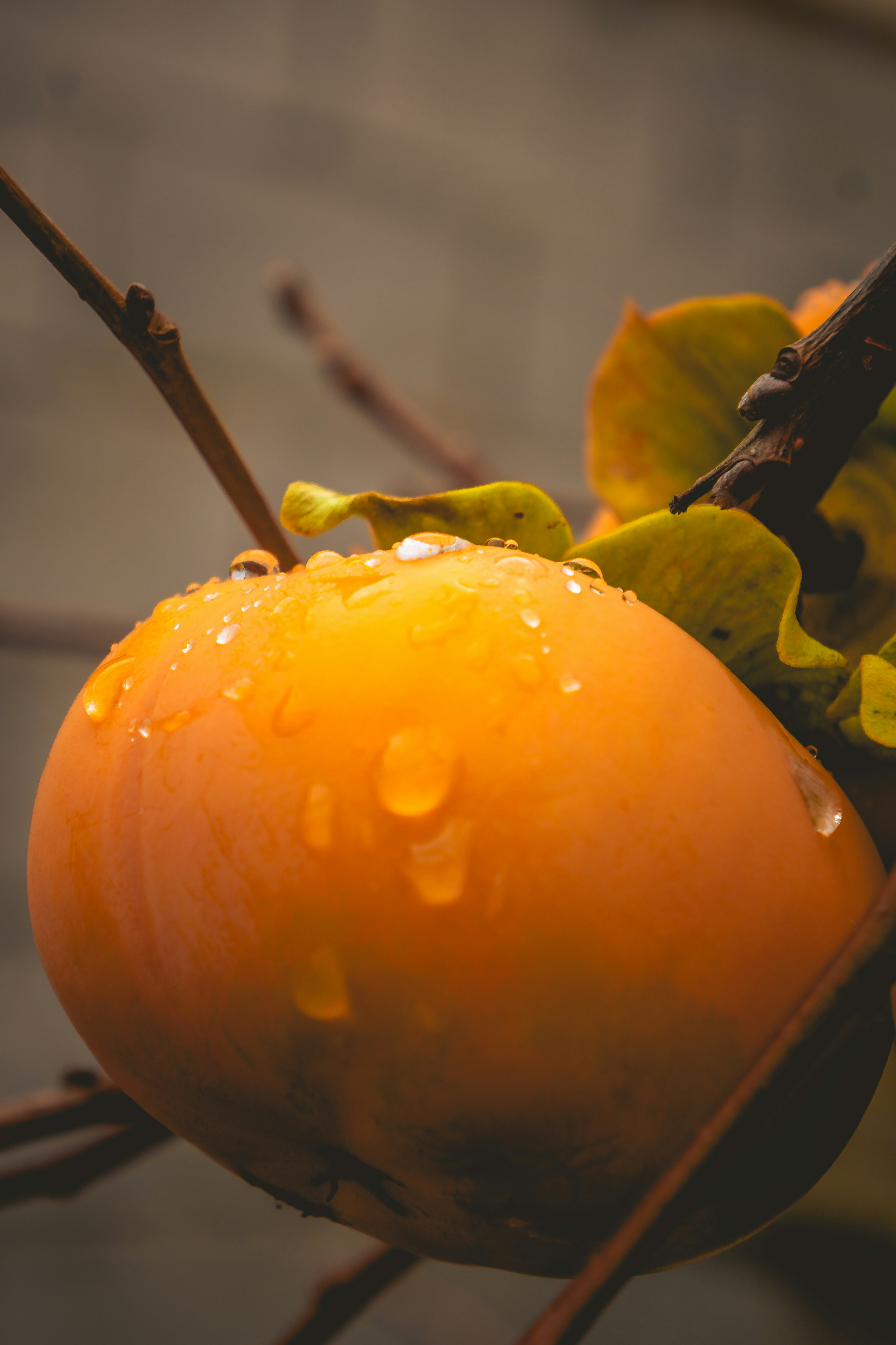 Dew-Kissed Persimmon Framed by Quiet Autumn Branches