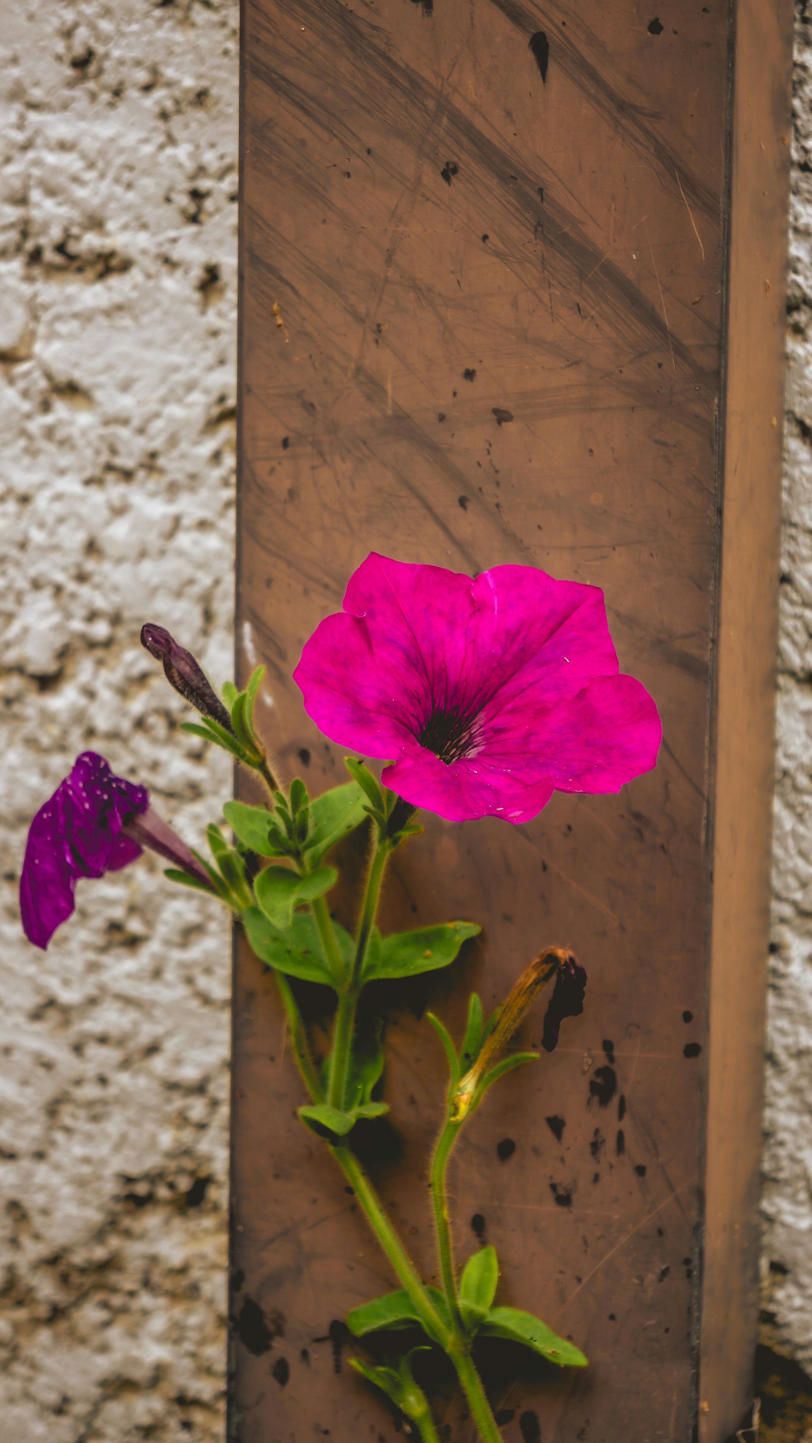 Rust-Touched Bloom: A Magenta Petunia in a Weathered Frame