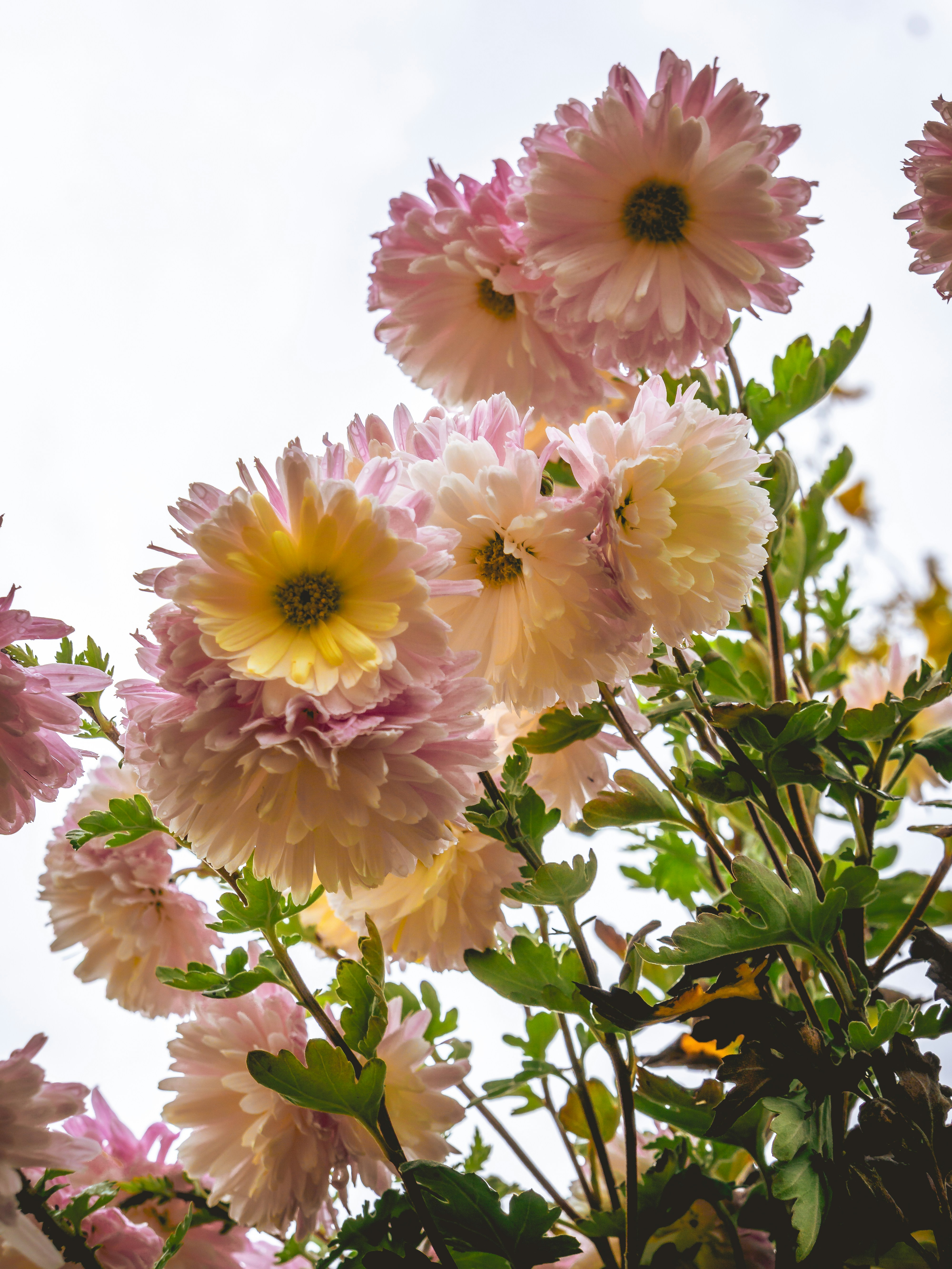 Pastel Dahlias Reaching Toward the Sky: A Low-Angle Garden Portrait